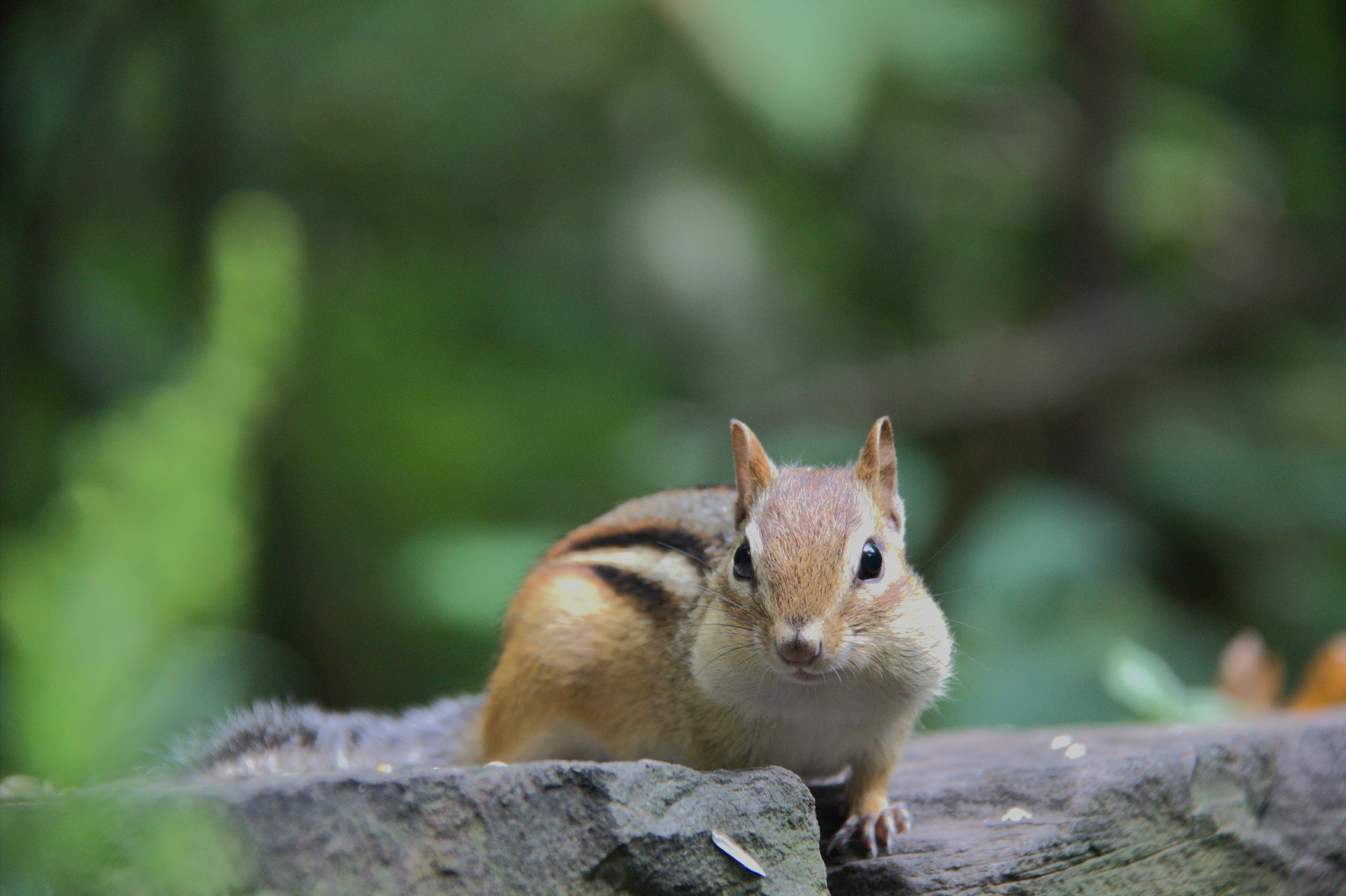 A chipmunk with full cheeks sits on a rock. photo – Free Animal Image ...