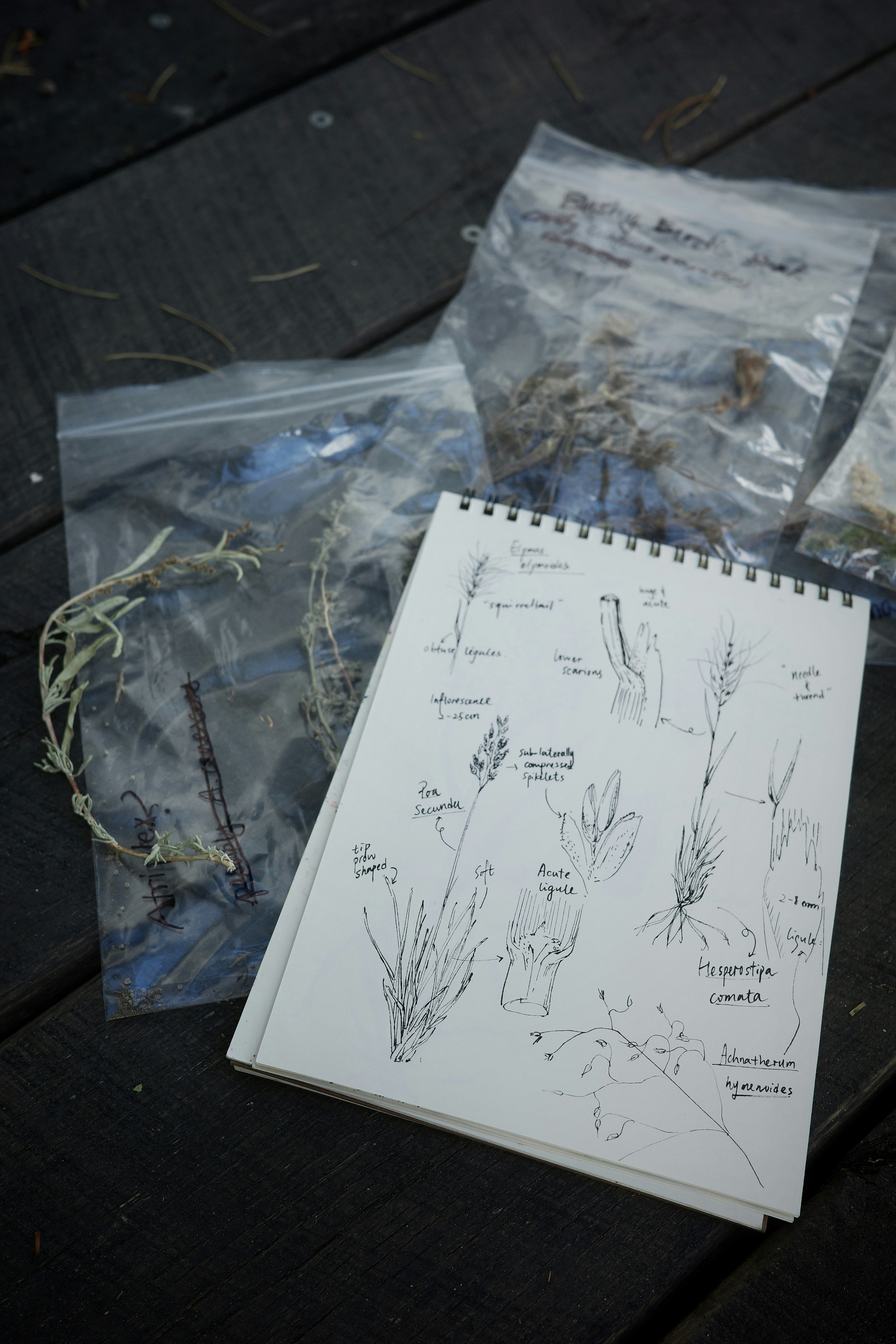 Botanical sketches and plant samples on wooden surface photo – Free Art ...