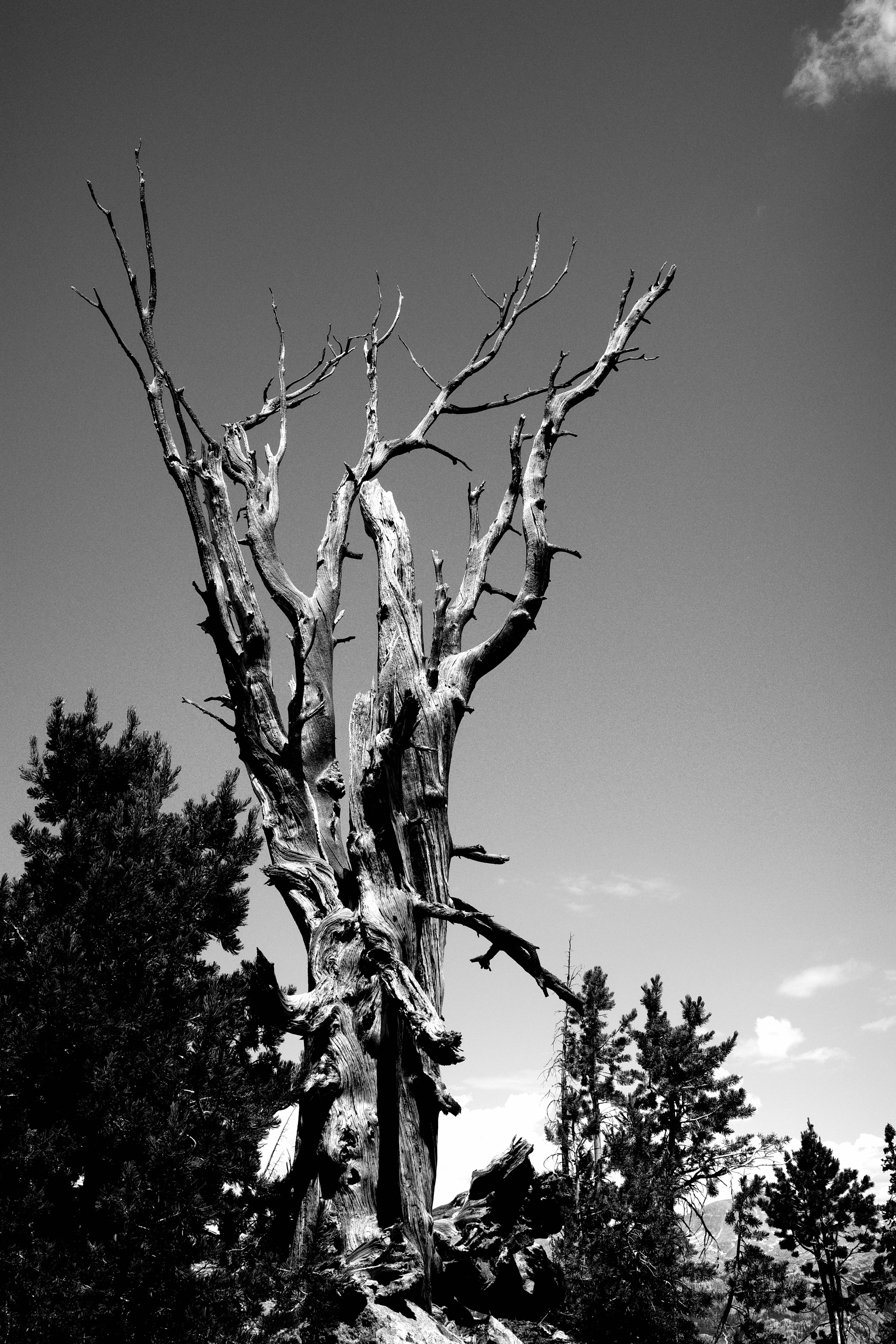 A gnarled, weathered tree stands against a clear sky, its twisted branches reaching upward. Surrounding foliage hints at the resilience of nature.