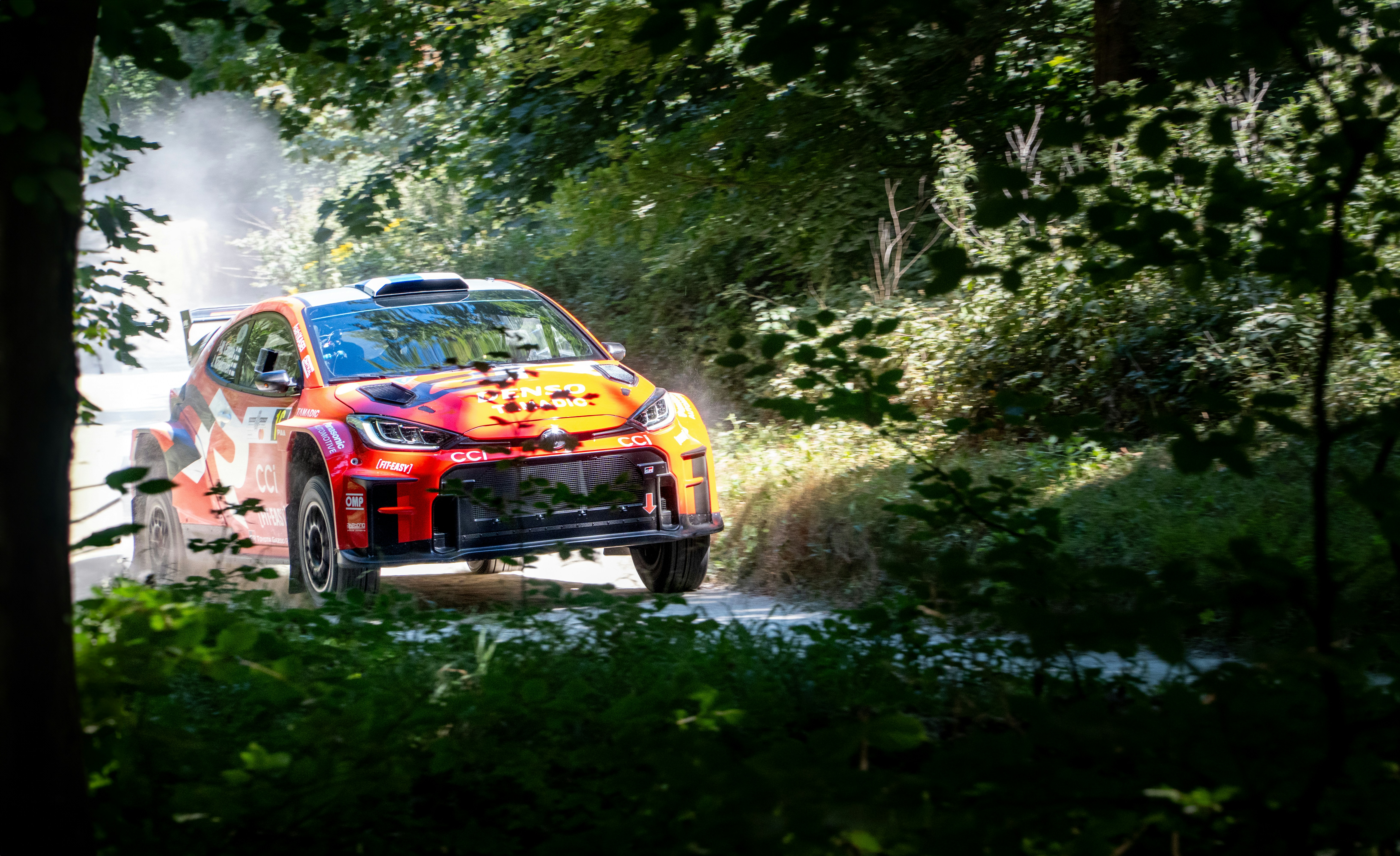 Crimson Rally Breaks Through Dappled Forest Gravel