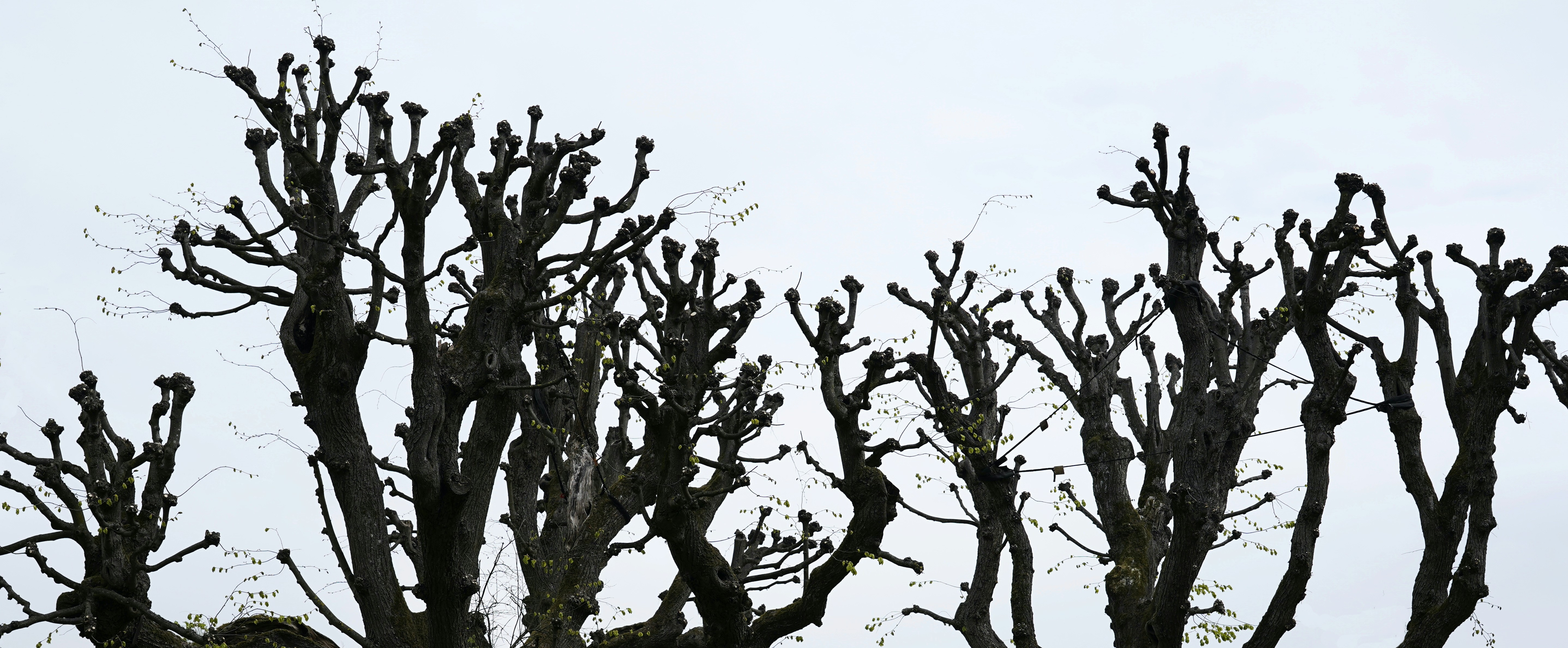 Gnarled Sentinels of the Sky