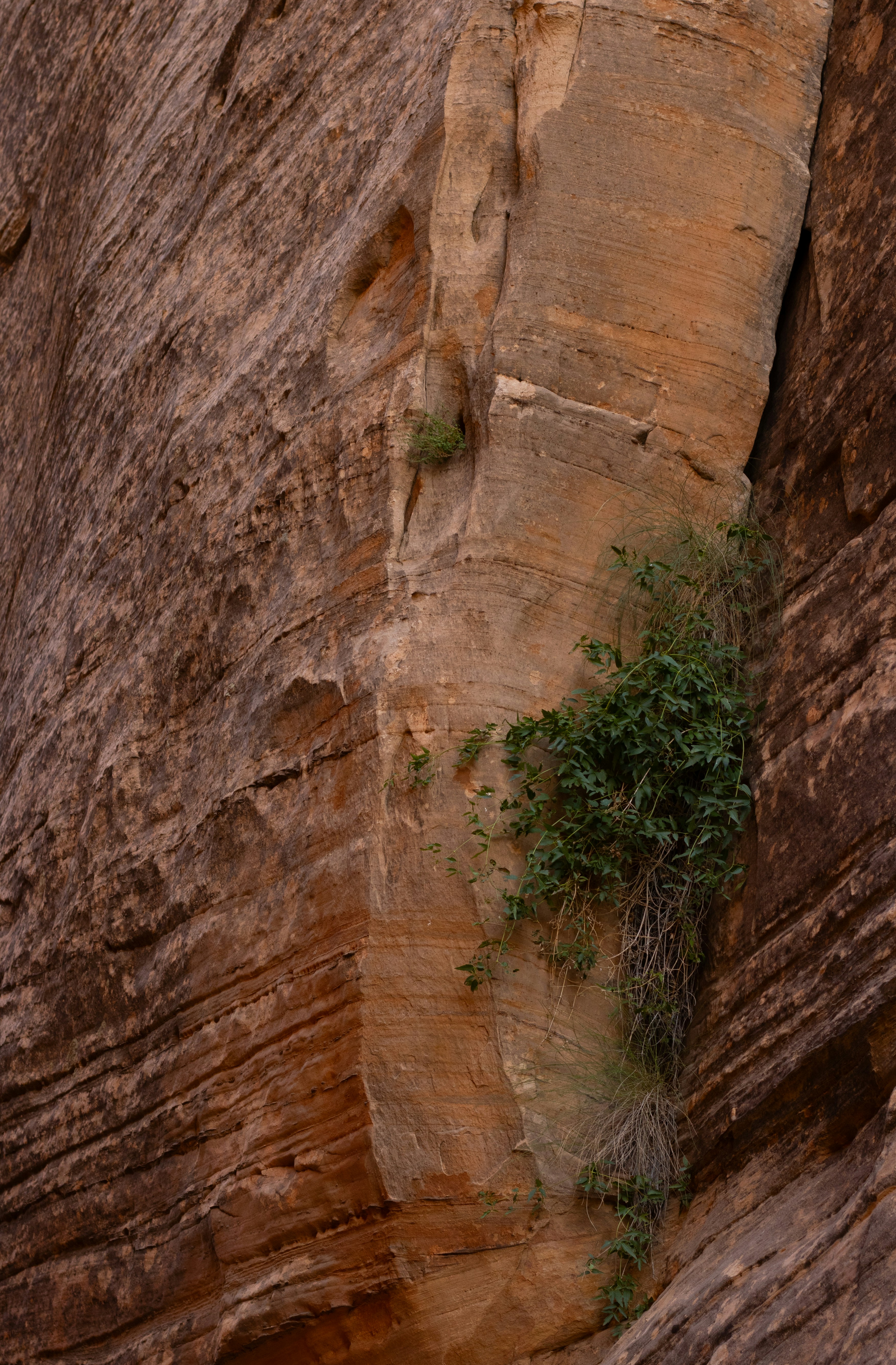 Verdant Cling in a Rust-Woven Cleft