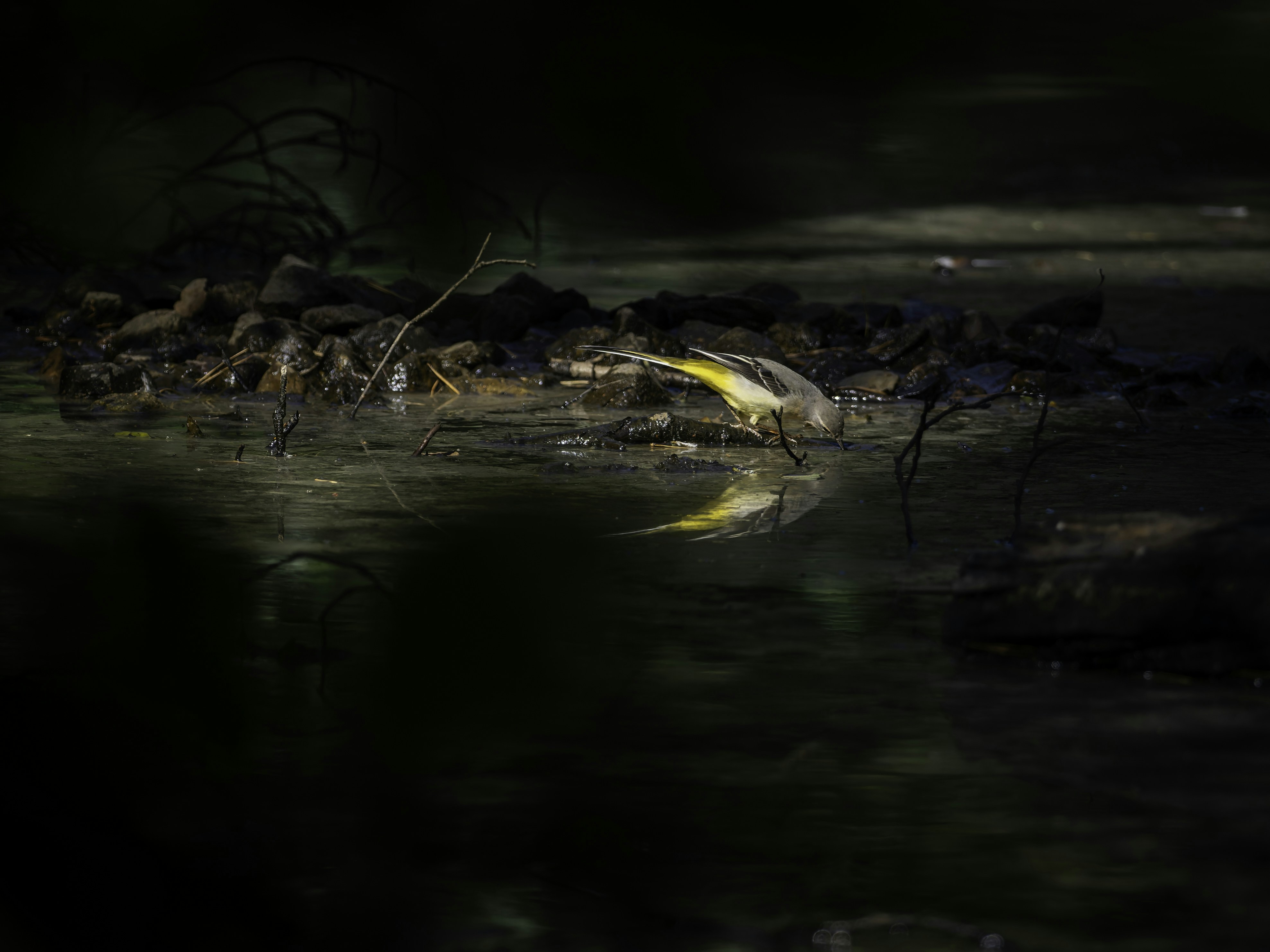A yellow wagtail drinks water from a shallow pool.
