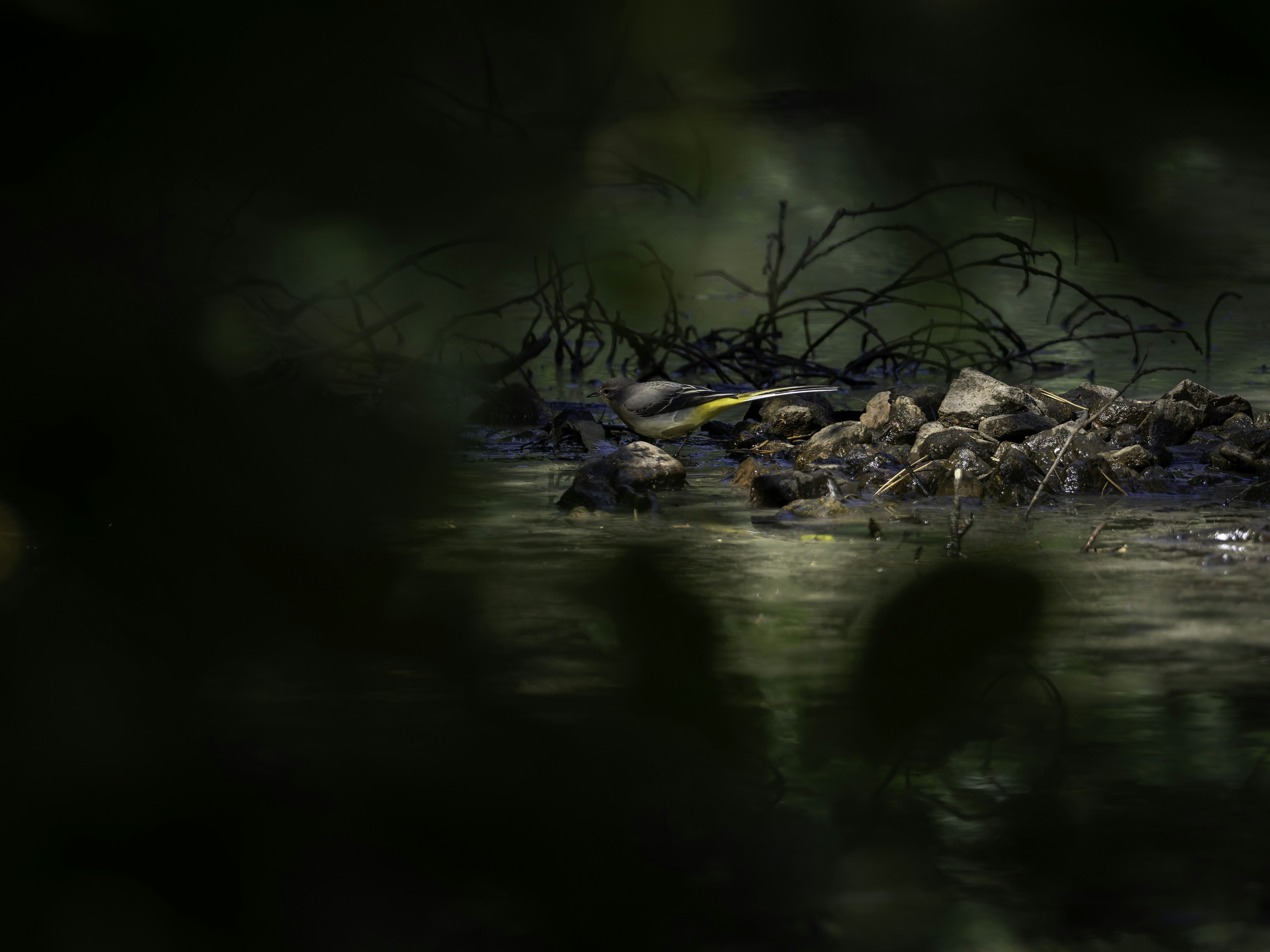 A bird with yellow beak near water