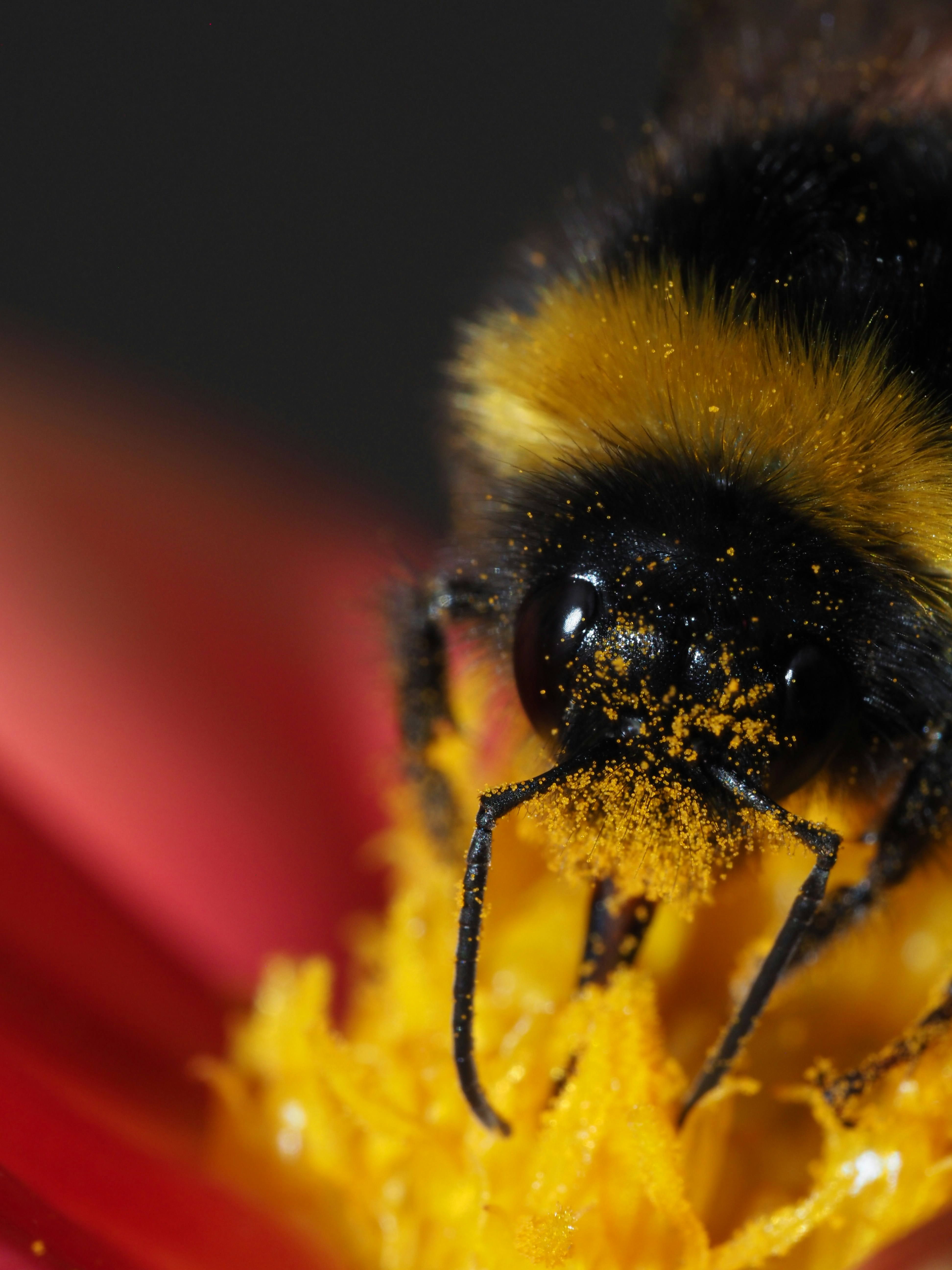 Nature's Pollinator in Action