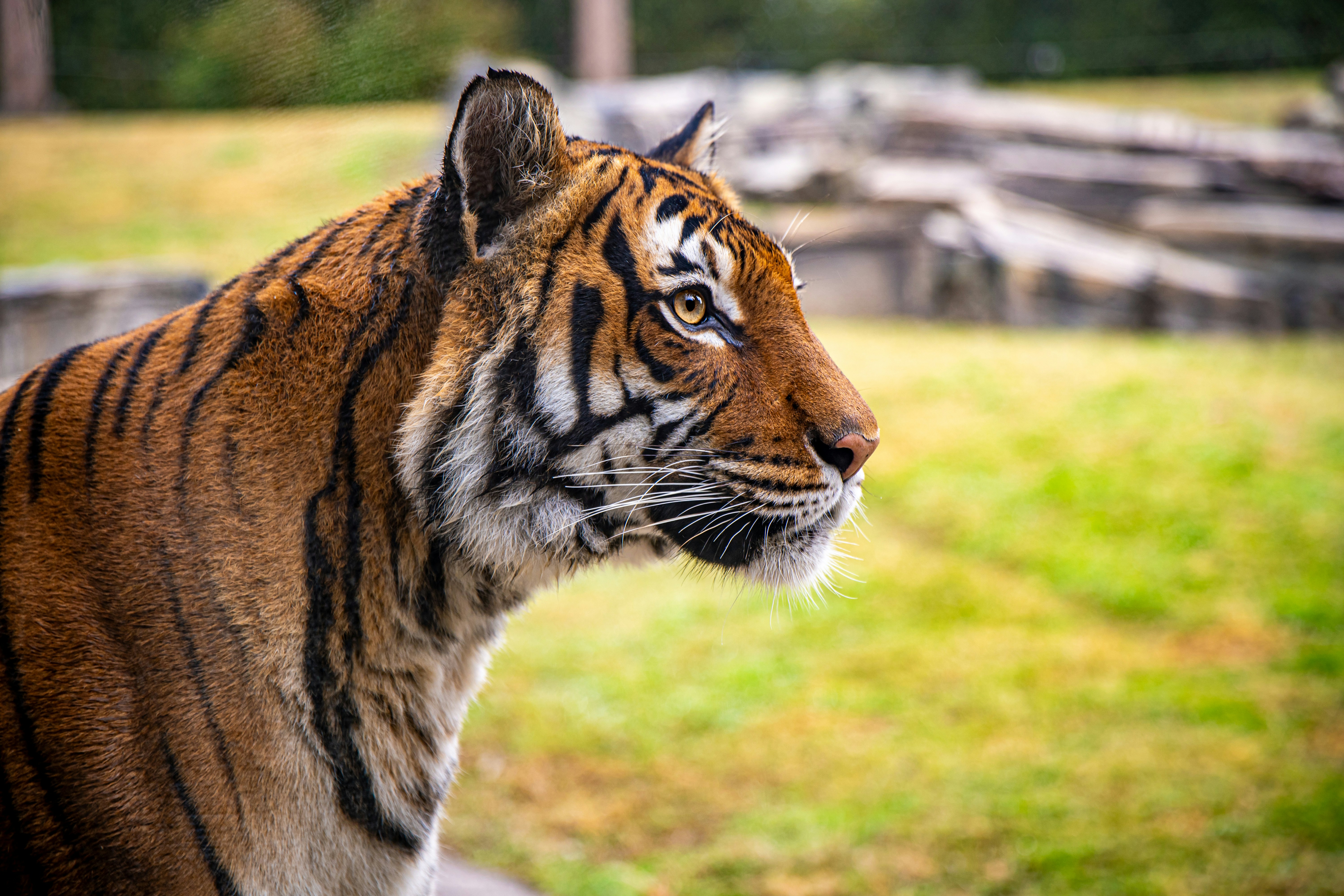 Silent Sentinel of the Savanna
