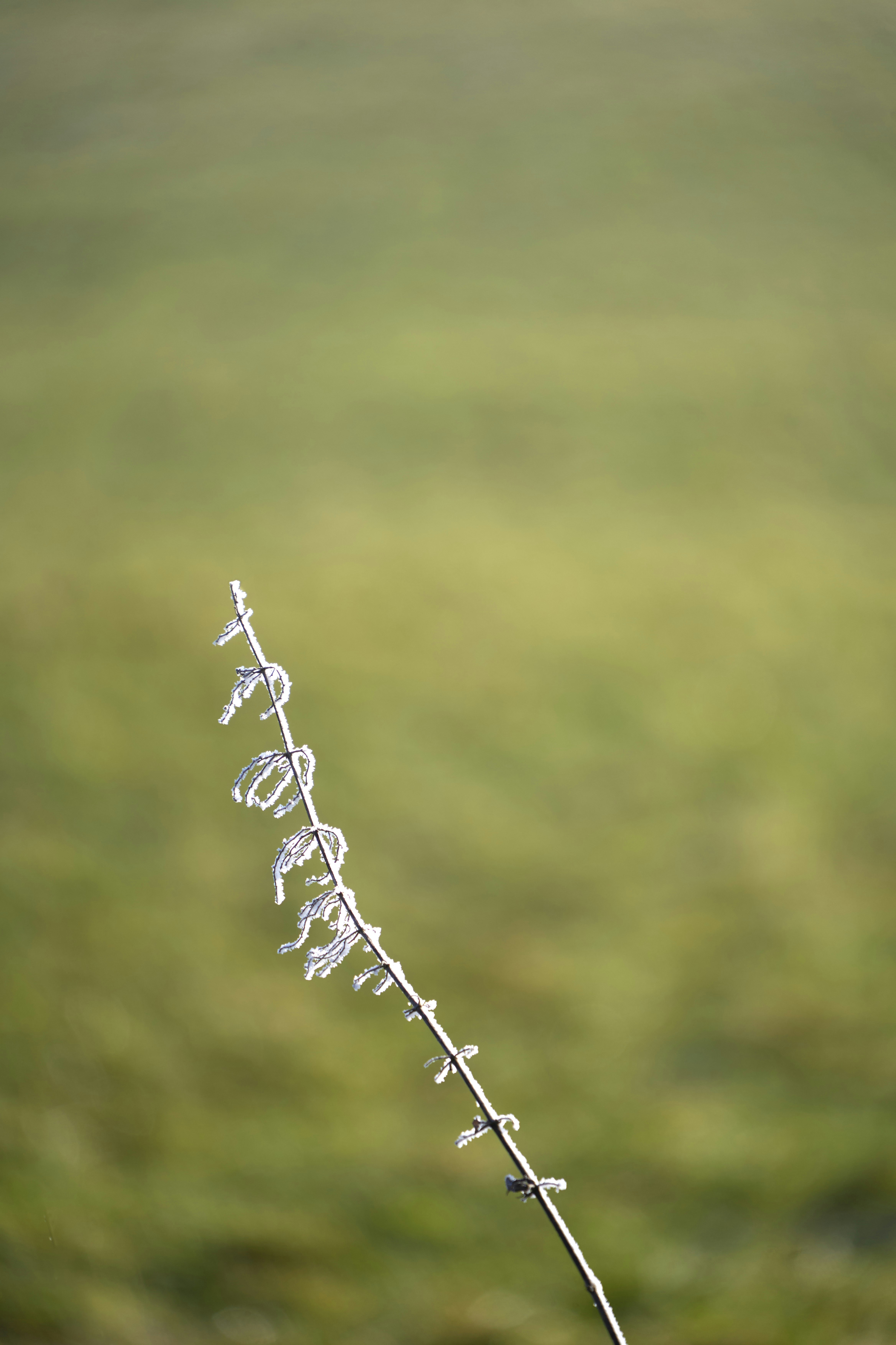 Whispers of Winter: A Frost-Kissed Stem
