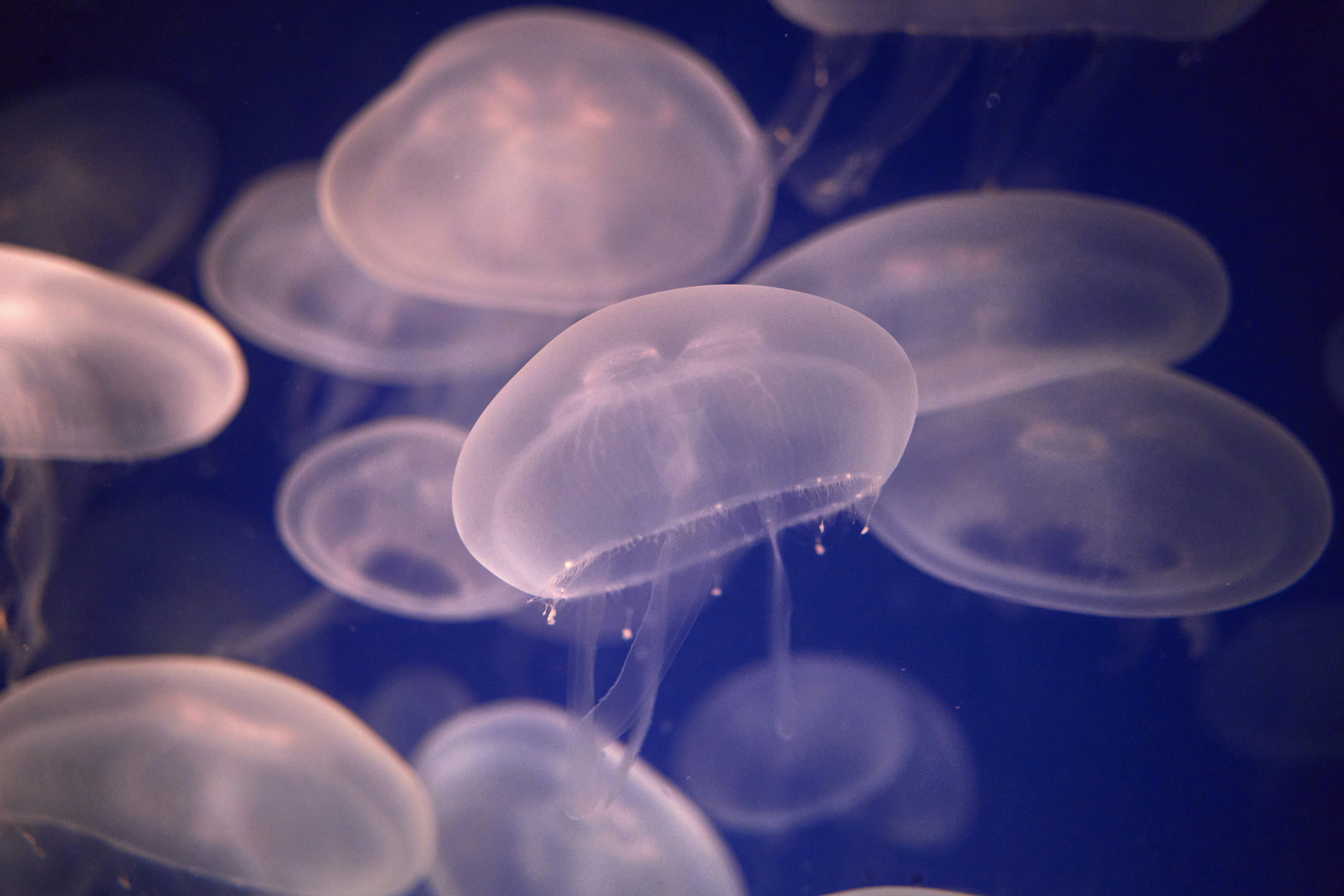 A group of translucent jellyfish floating in dark water