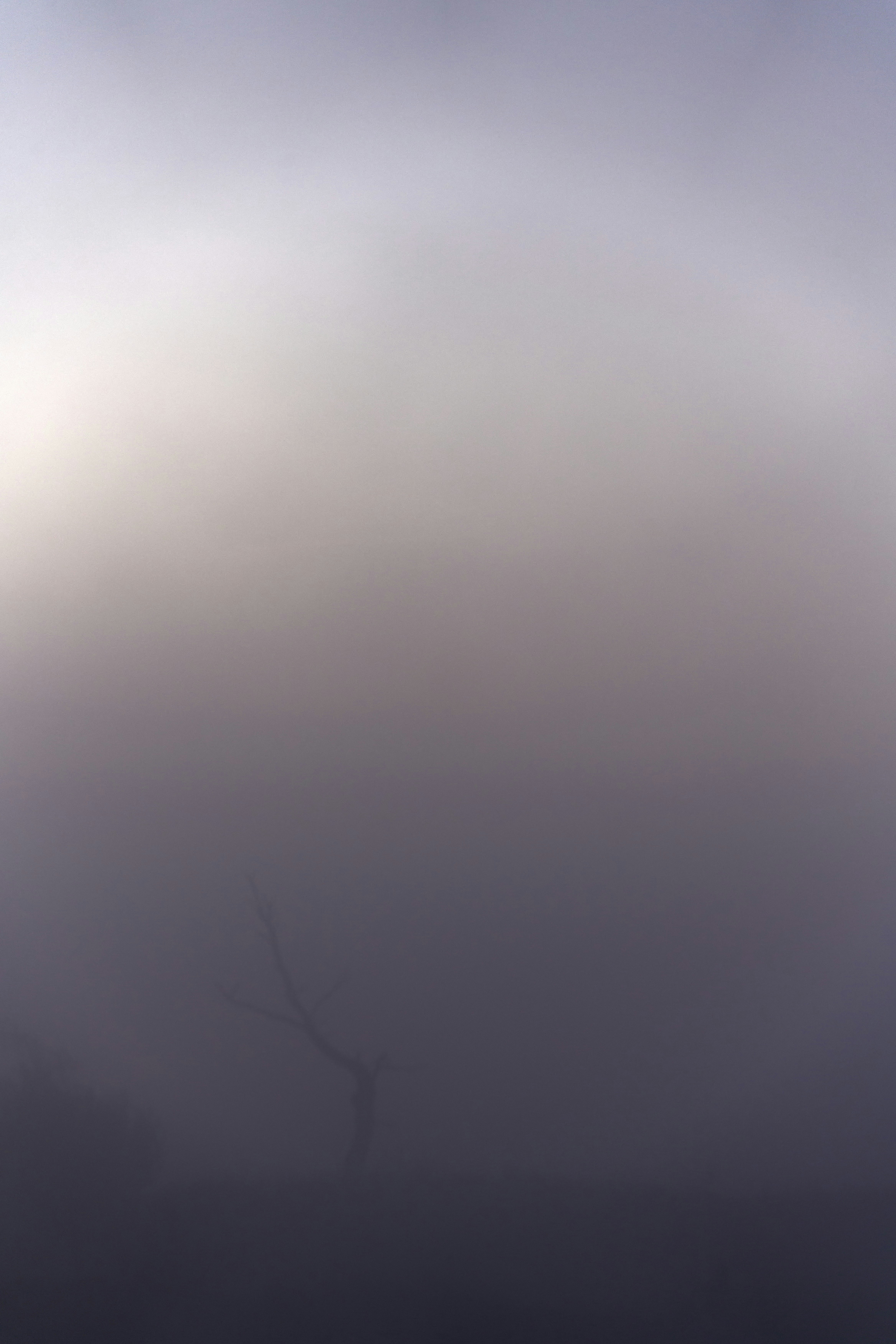 Misty landscape with a single bare tree branch.