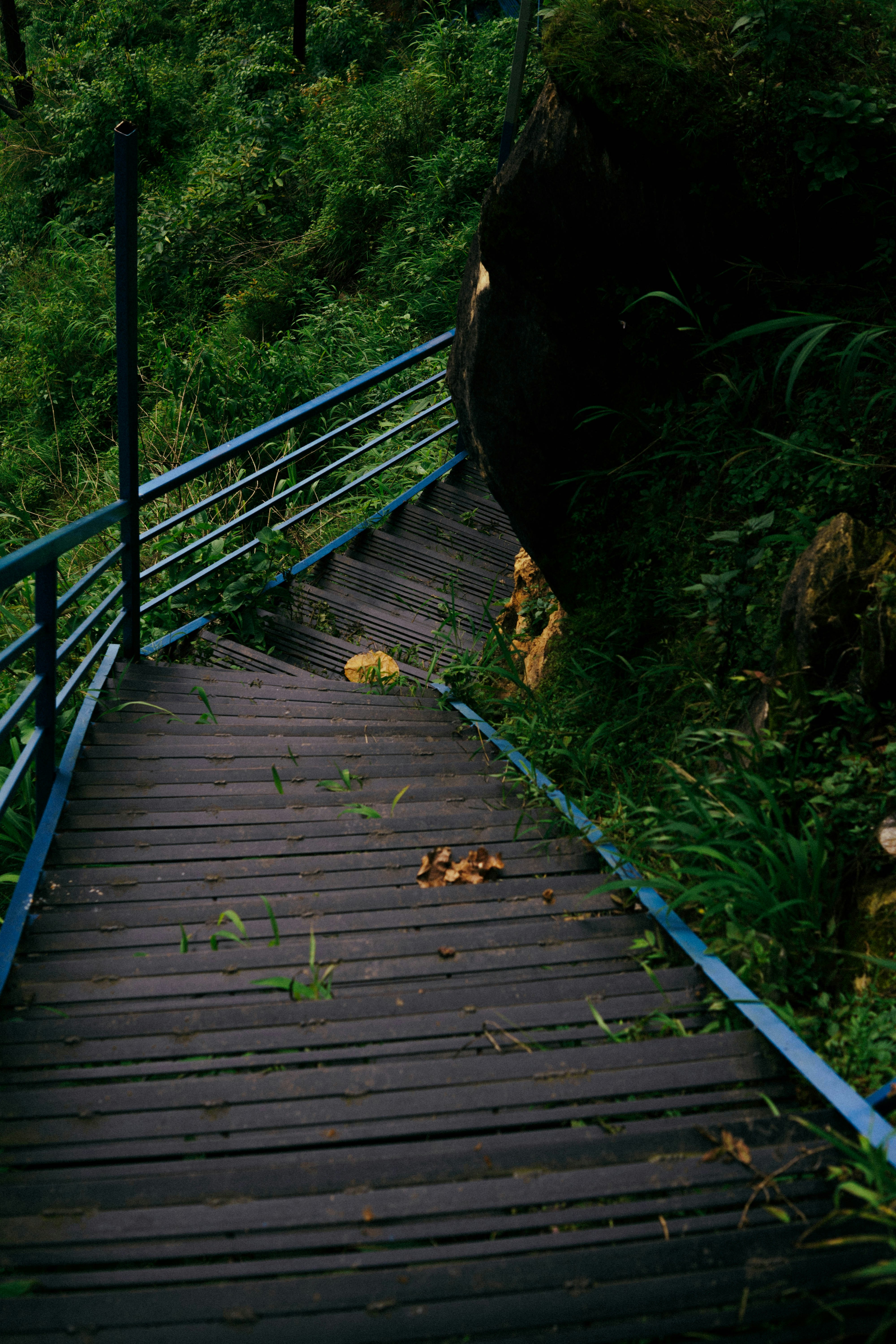 Winding Path Through Nature's Embrace