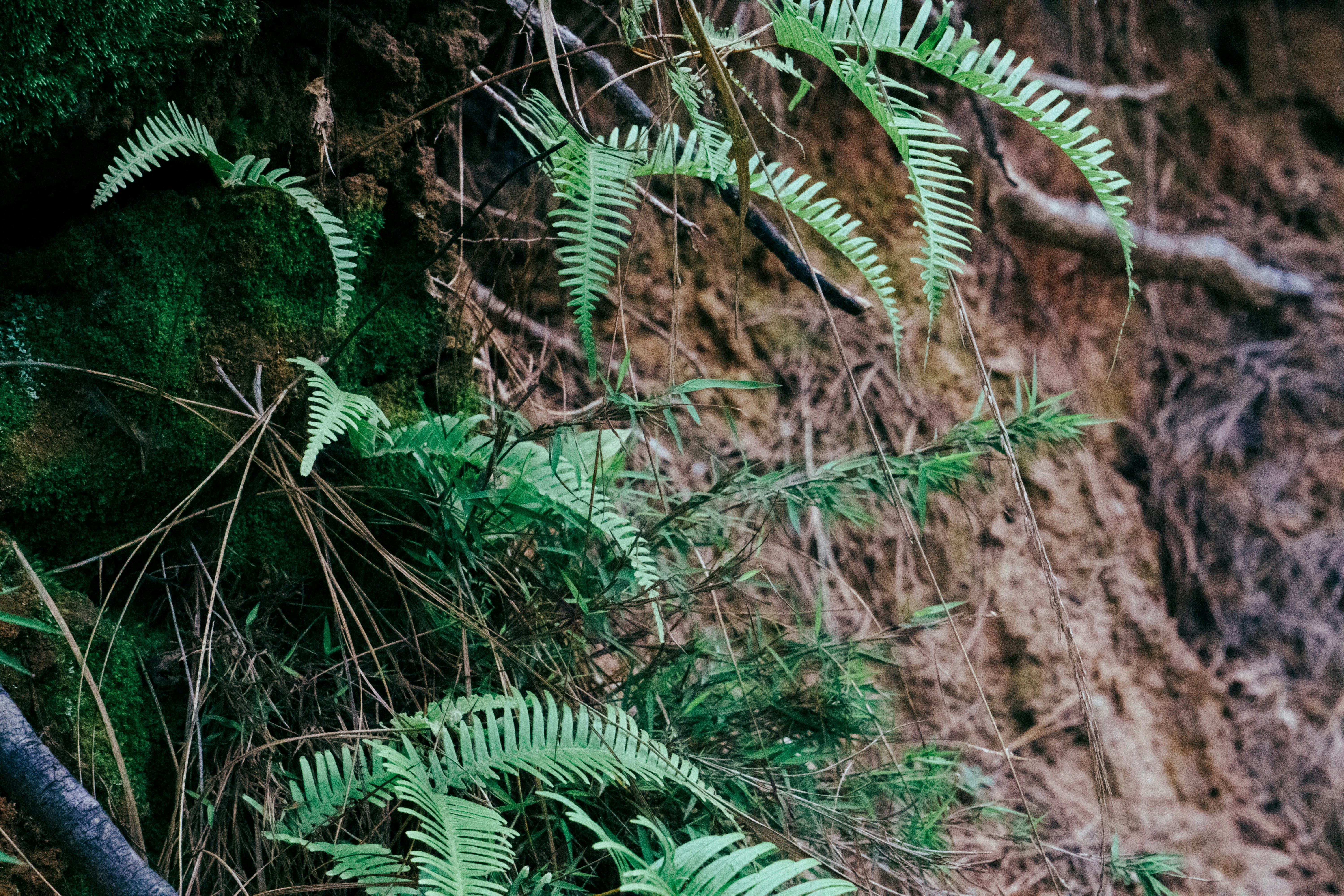 Green ferns grow on a mossy embankment