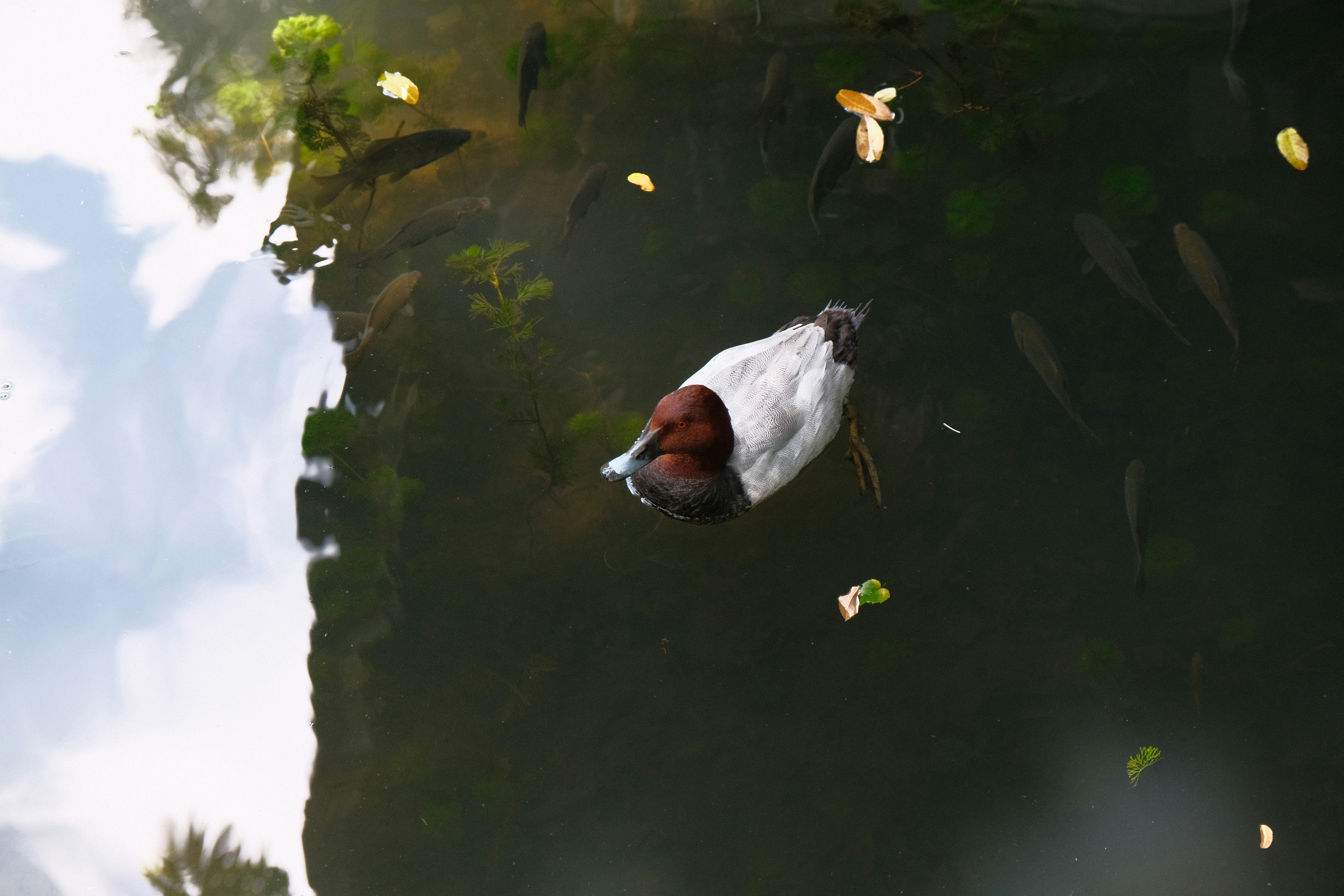 Serene Waters: A Duck's Reflection