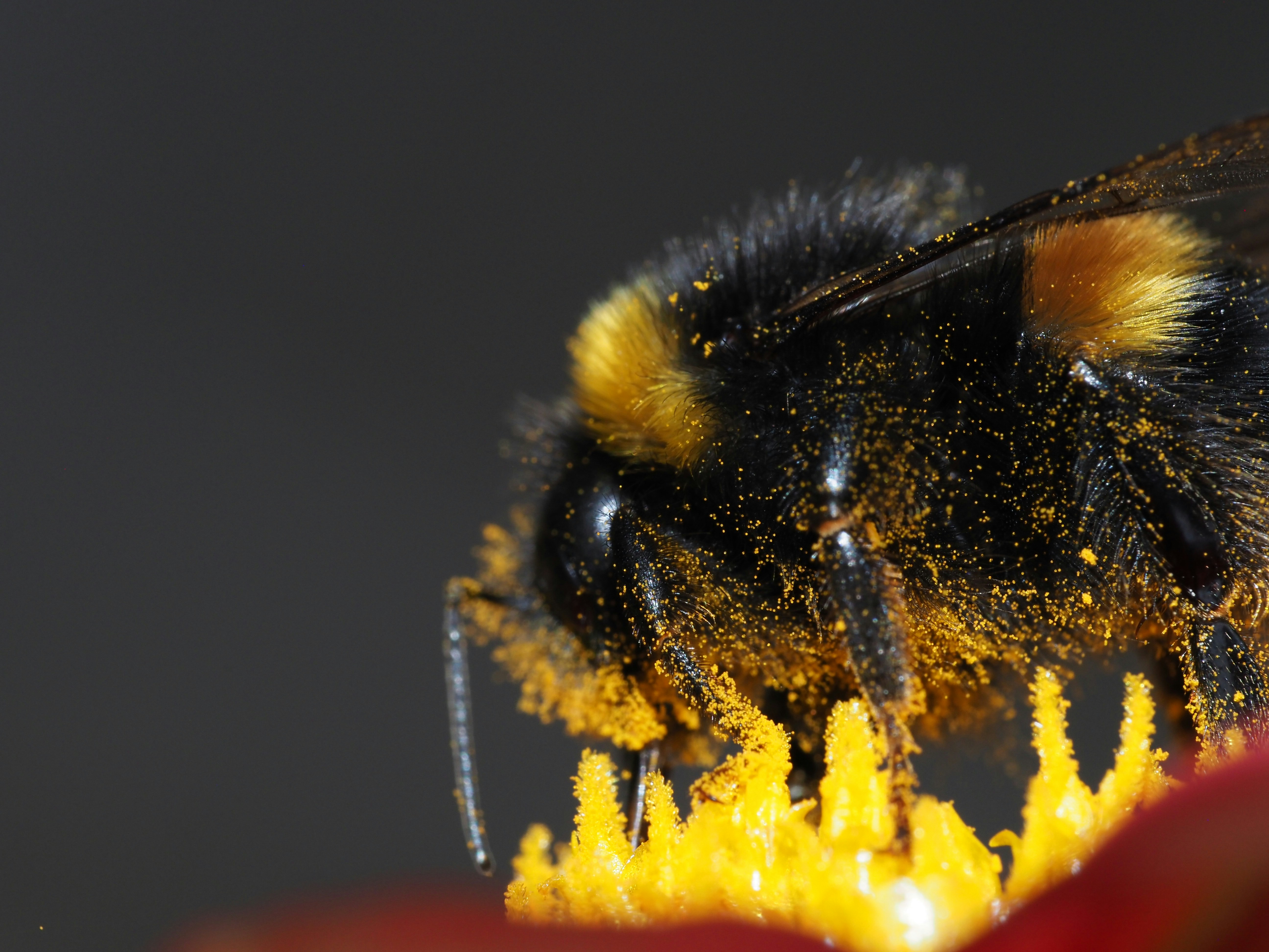 The Golden Harvest: A Bumblebee's Quest