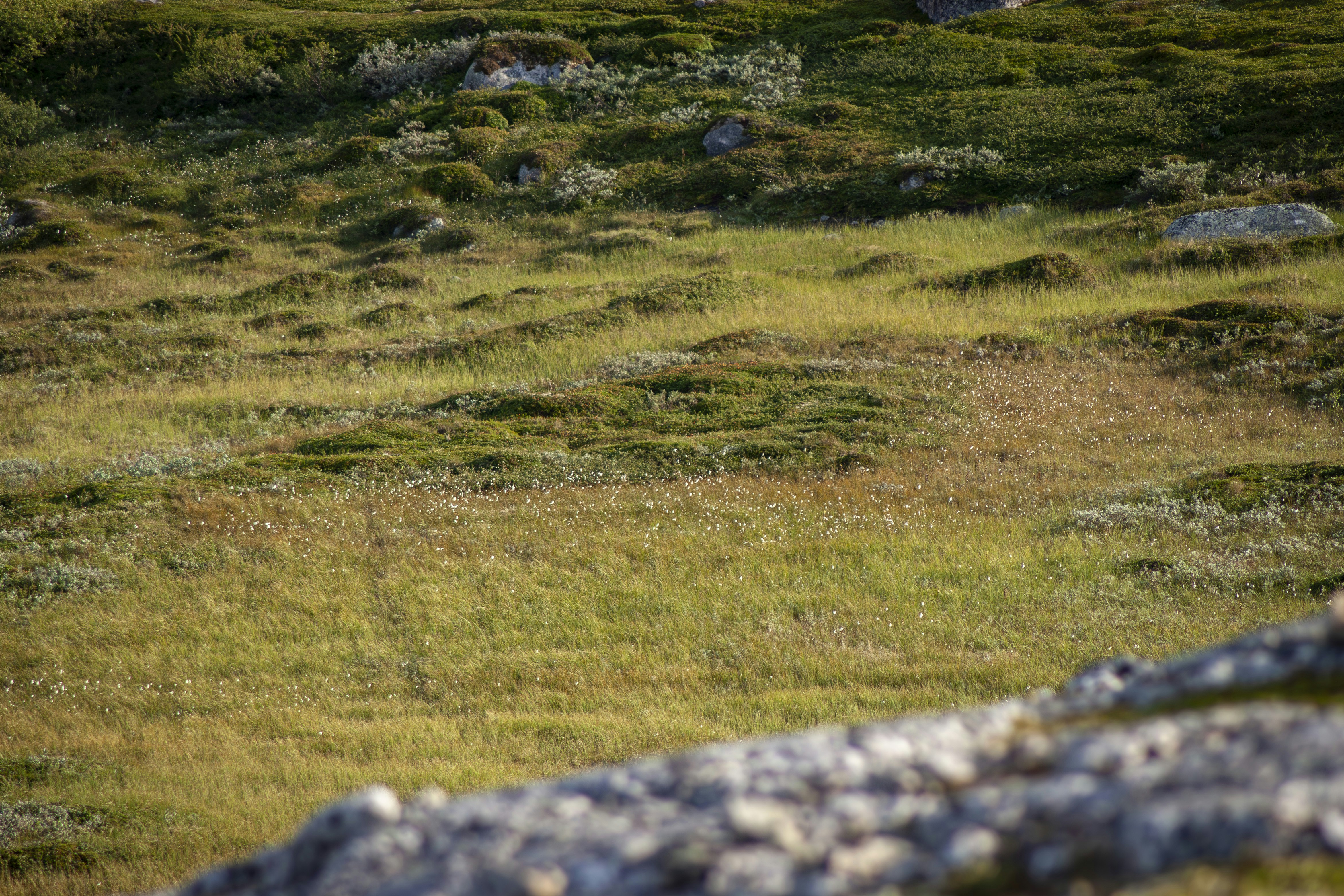 Whispers of the Tundra: A Study in Green and Stone