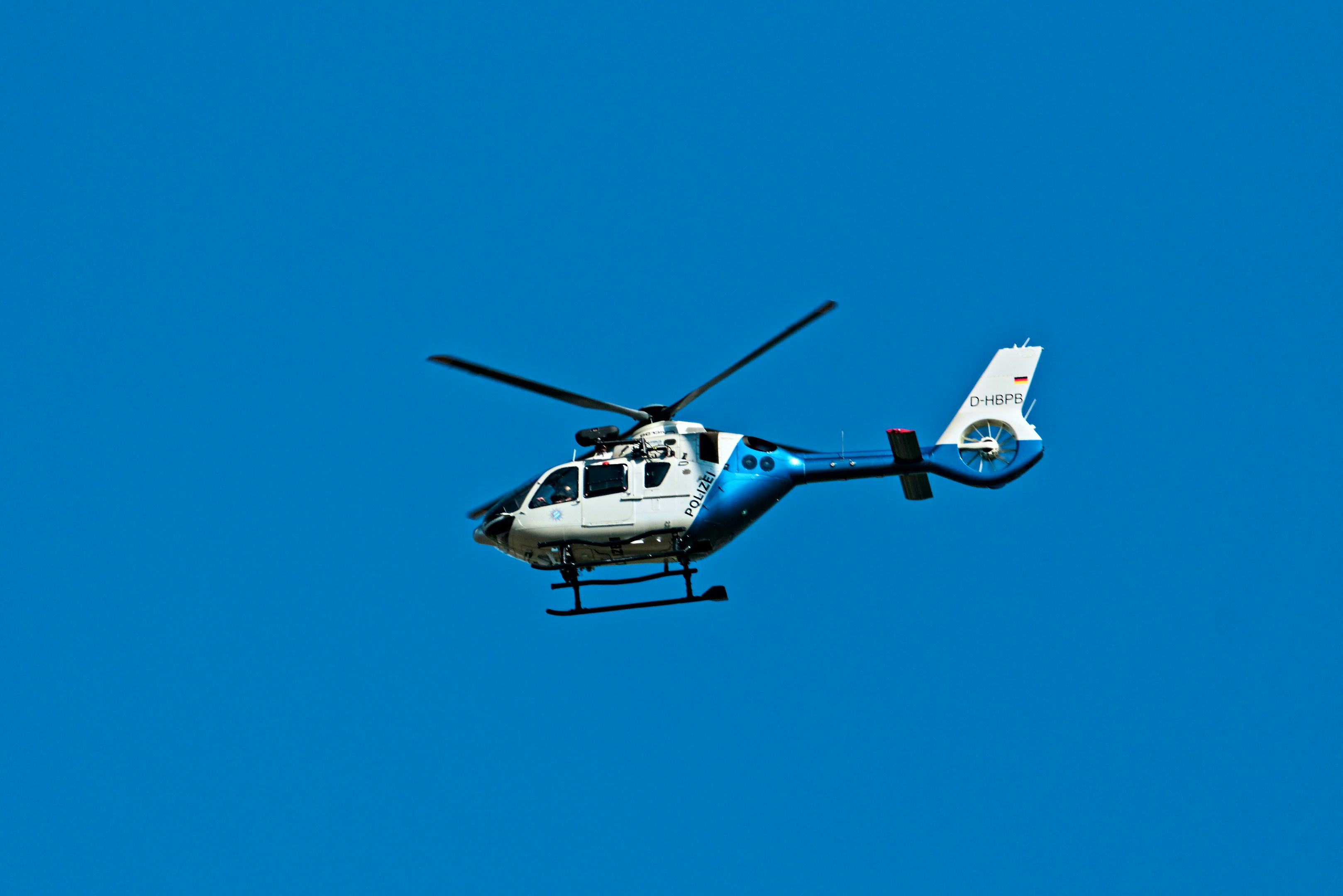 Soaring Sentinel: The Watchful Eye Above