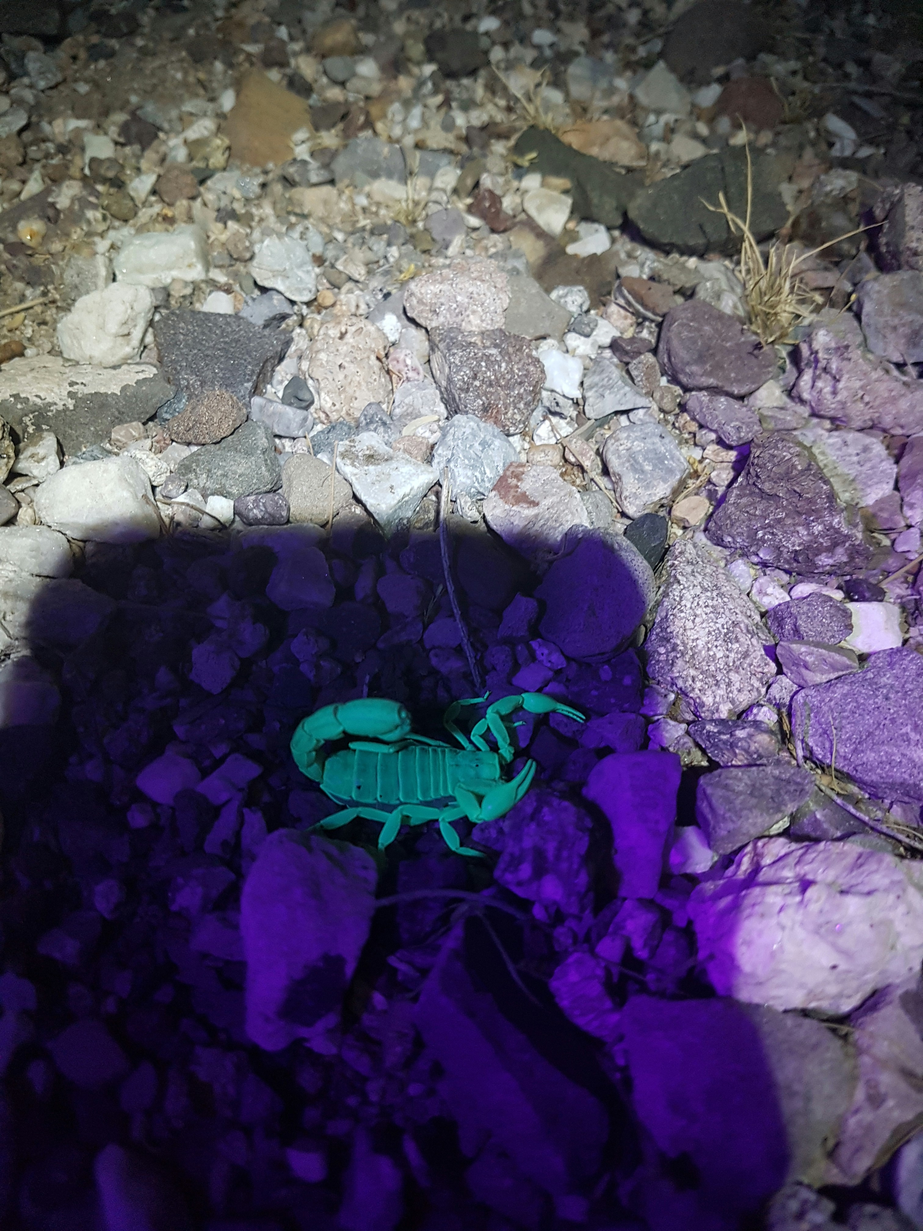 Neon Sentinel of the Desert Floor