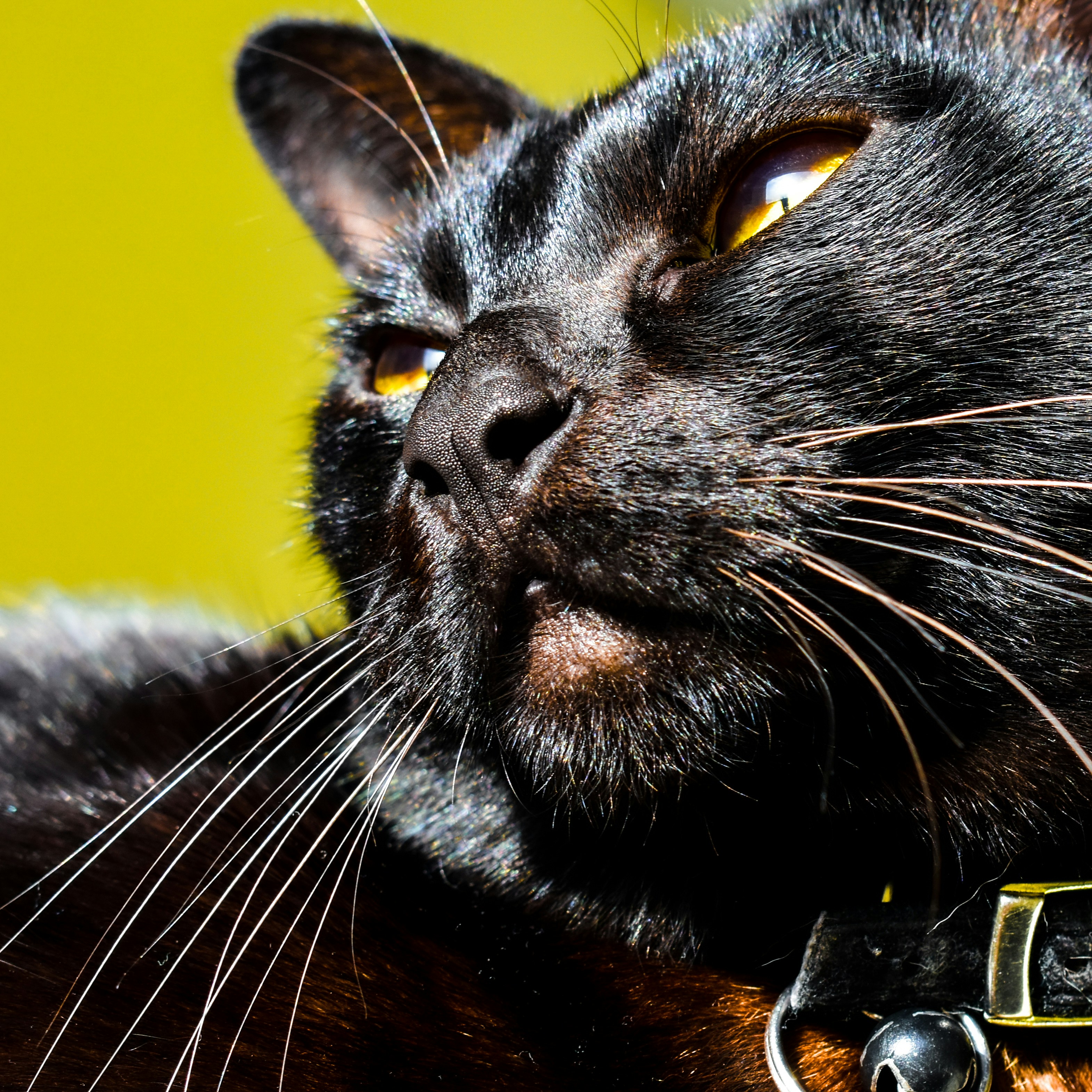 Whiskered Whispers: A Feline's Gaze