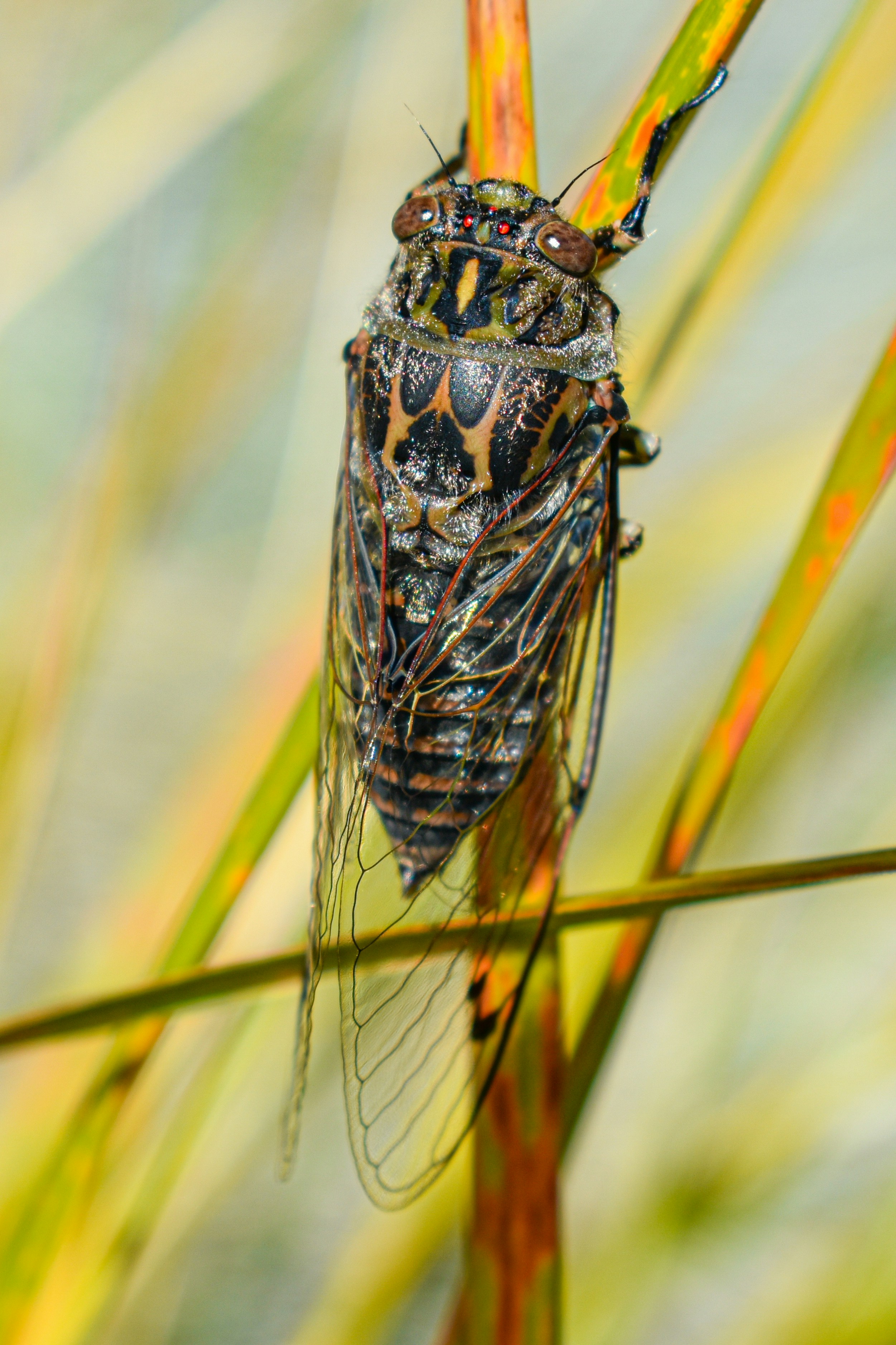 a cicada | A cicada clings to a thin stalk of grass.