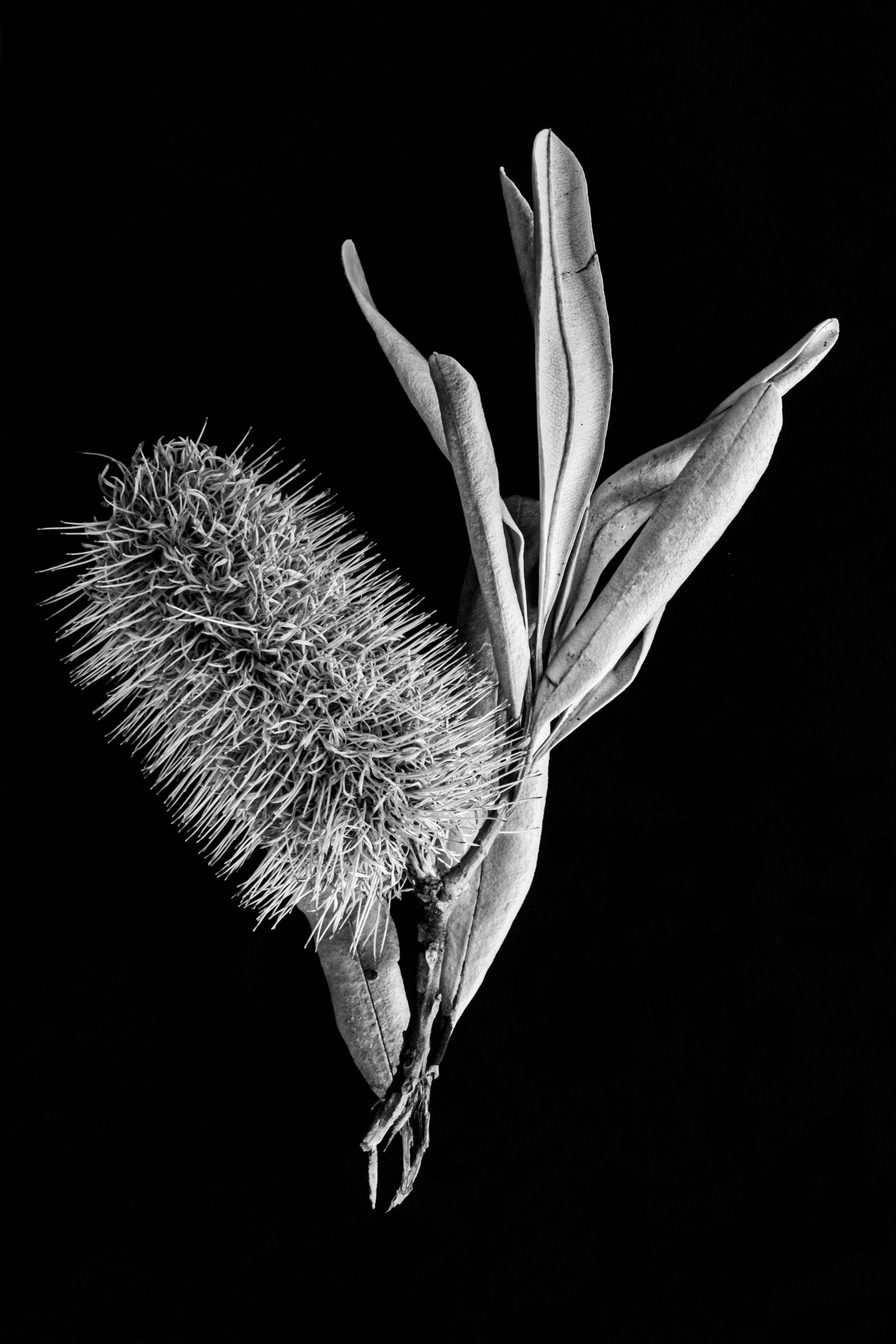 Nature's Intricate Design: The Art of Flora