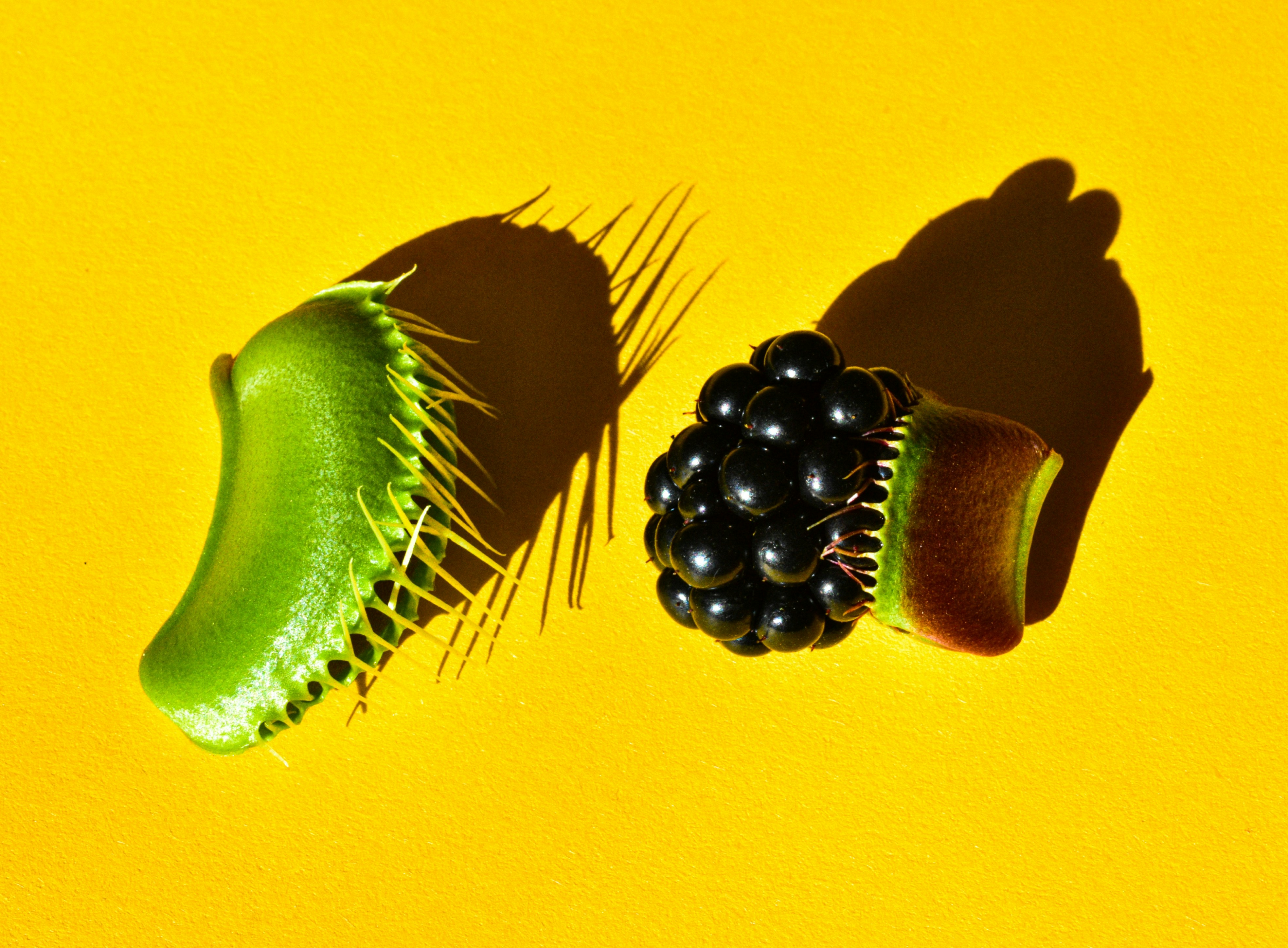 an unusual arrangement of a closed Venus fly trap and a Venus fly trap with a blackberry | Venus flytrap near a blackberry on yellow background