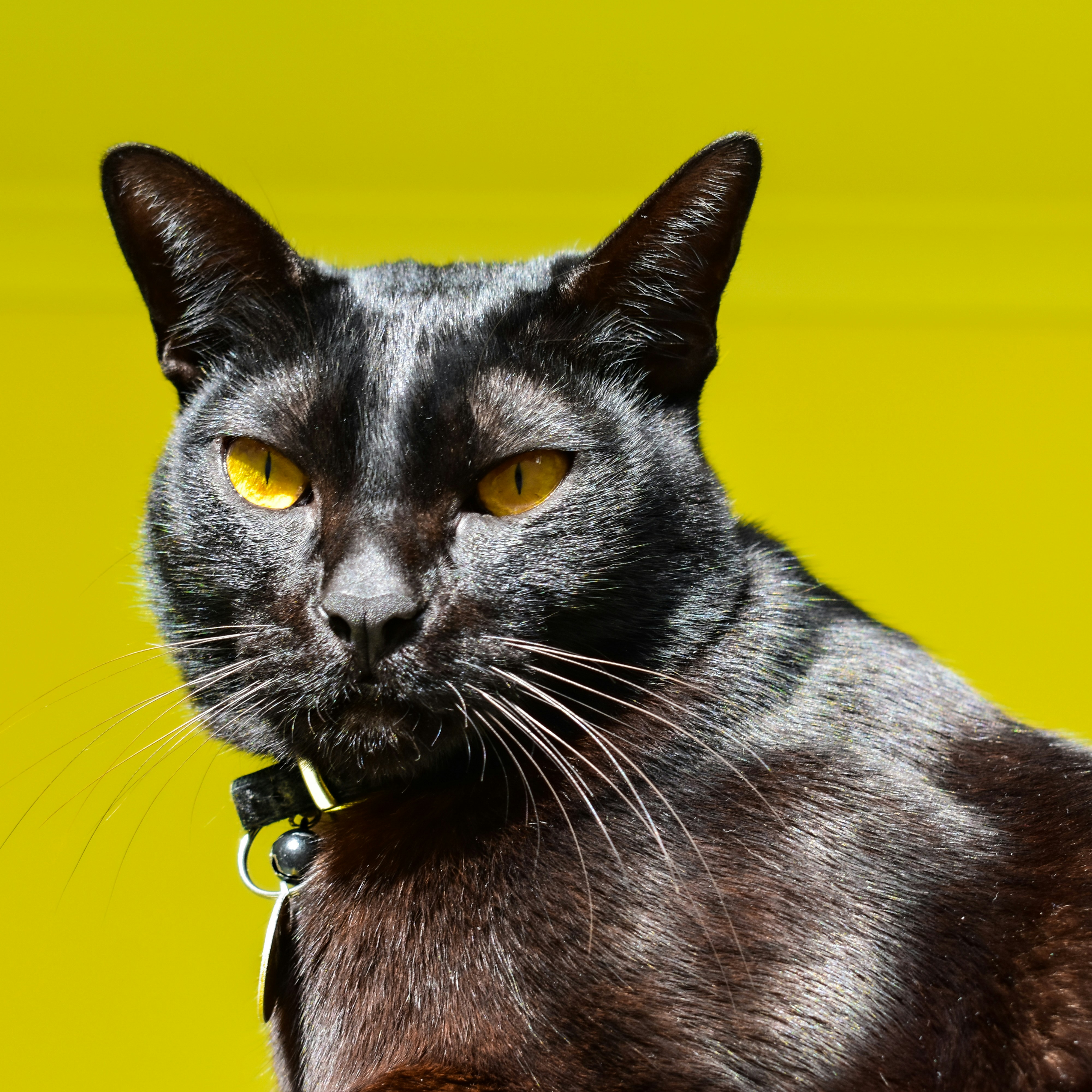Mystique in Monochrome: The Enigmatic Feline