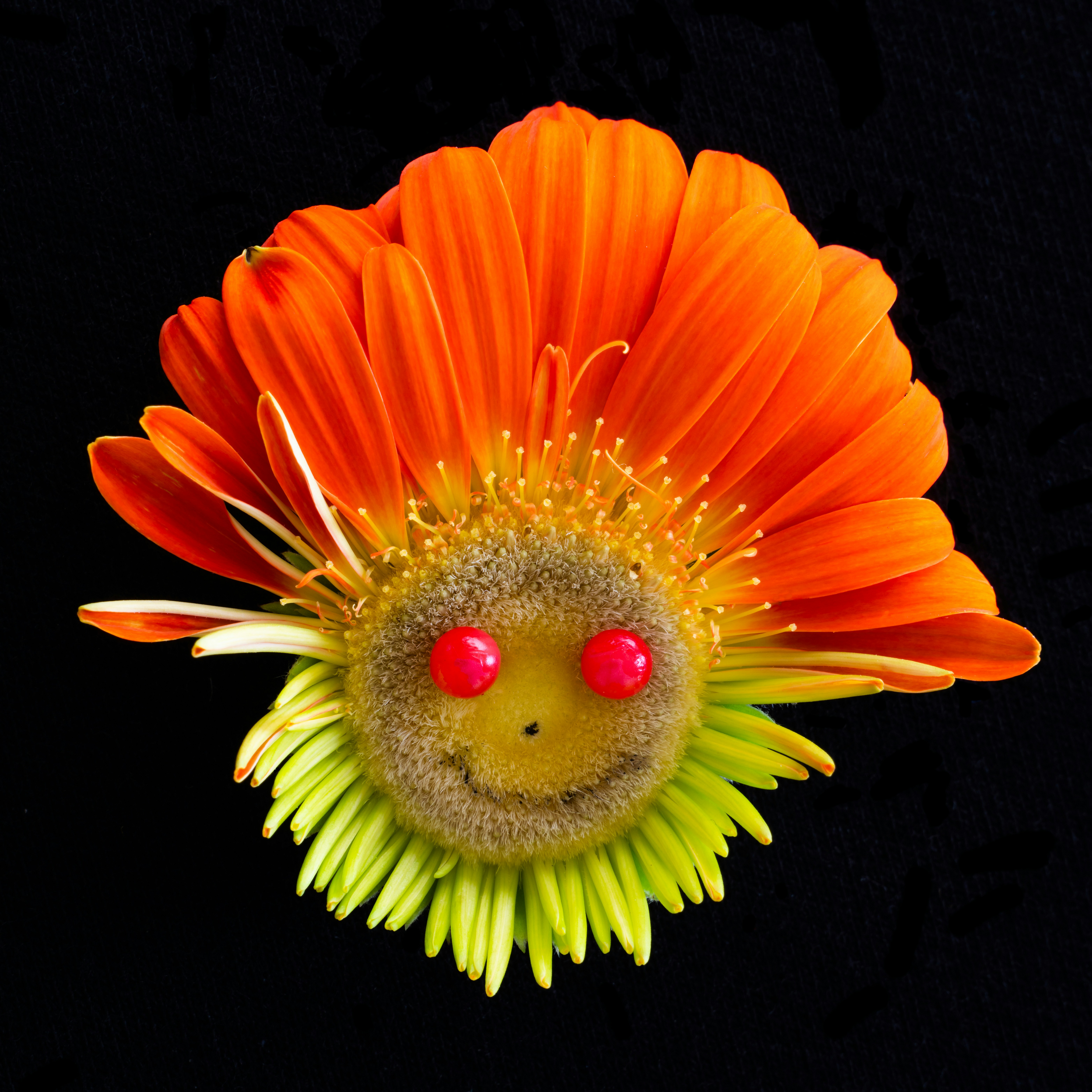 Floral Whimsy: A Cheerful Bloom