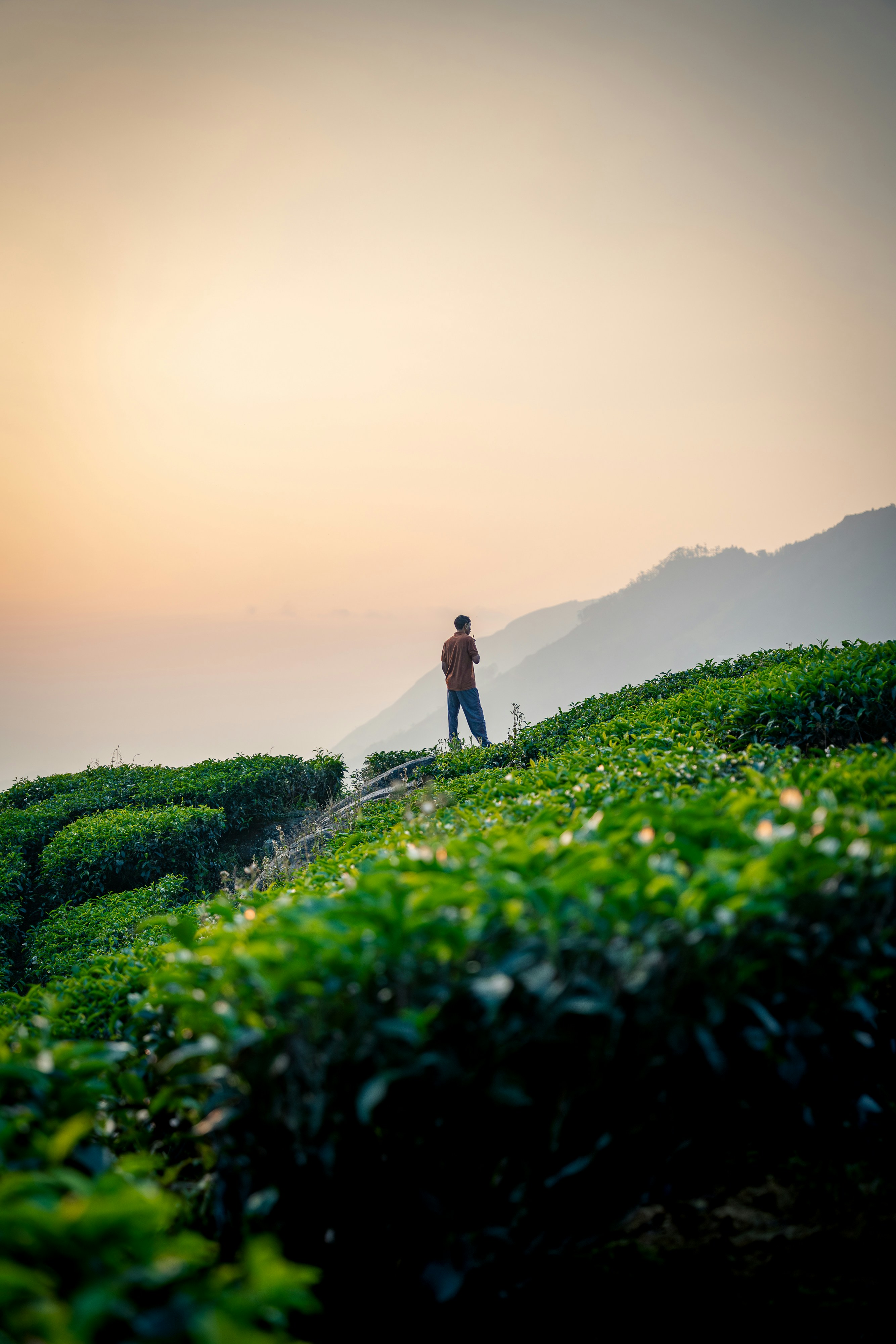 Sunset Ridge: A lone figure amid emerald tea rows