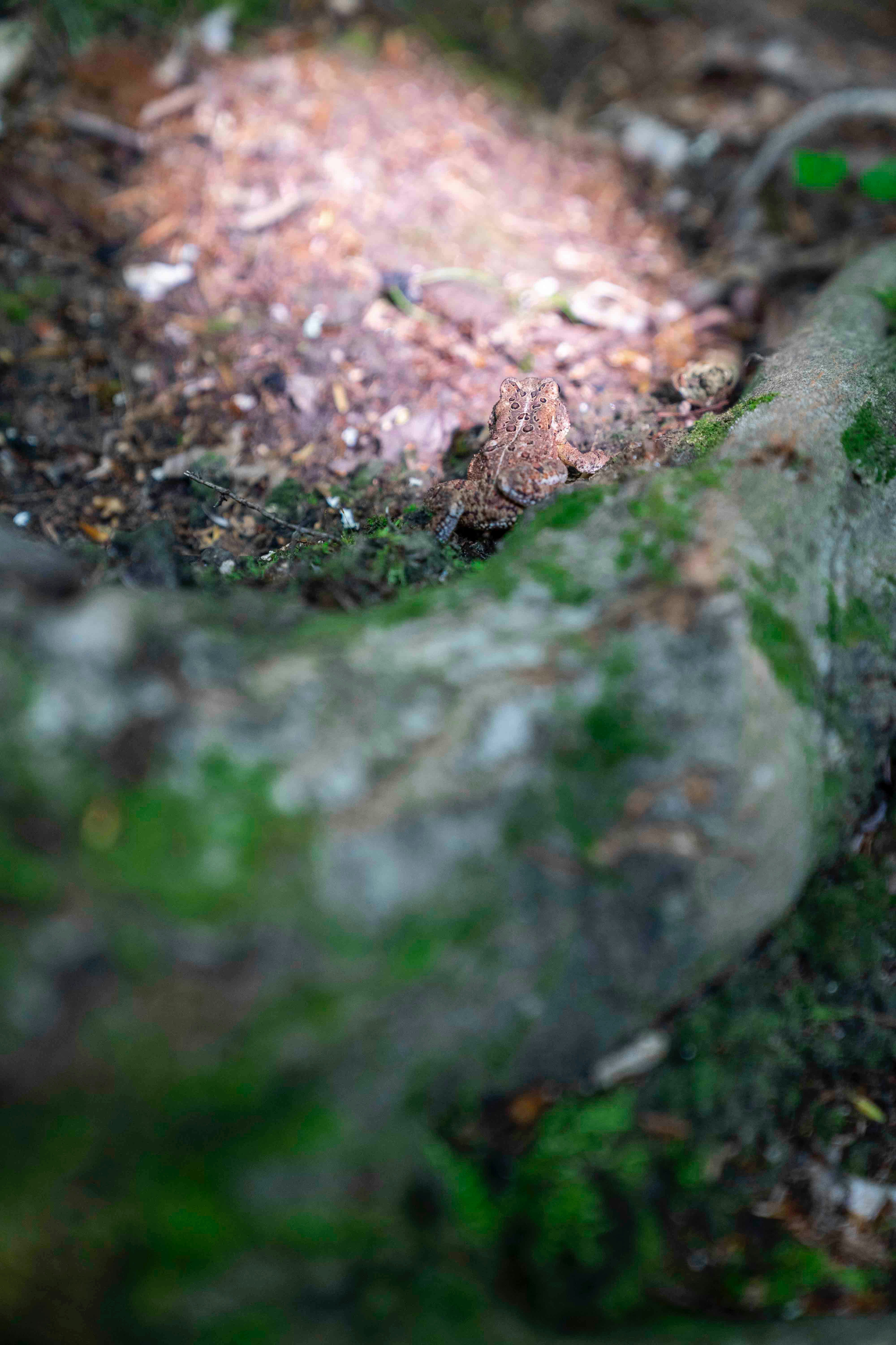 A small frog peeking from behind tree roots