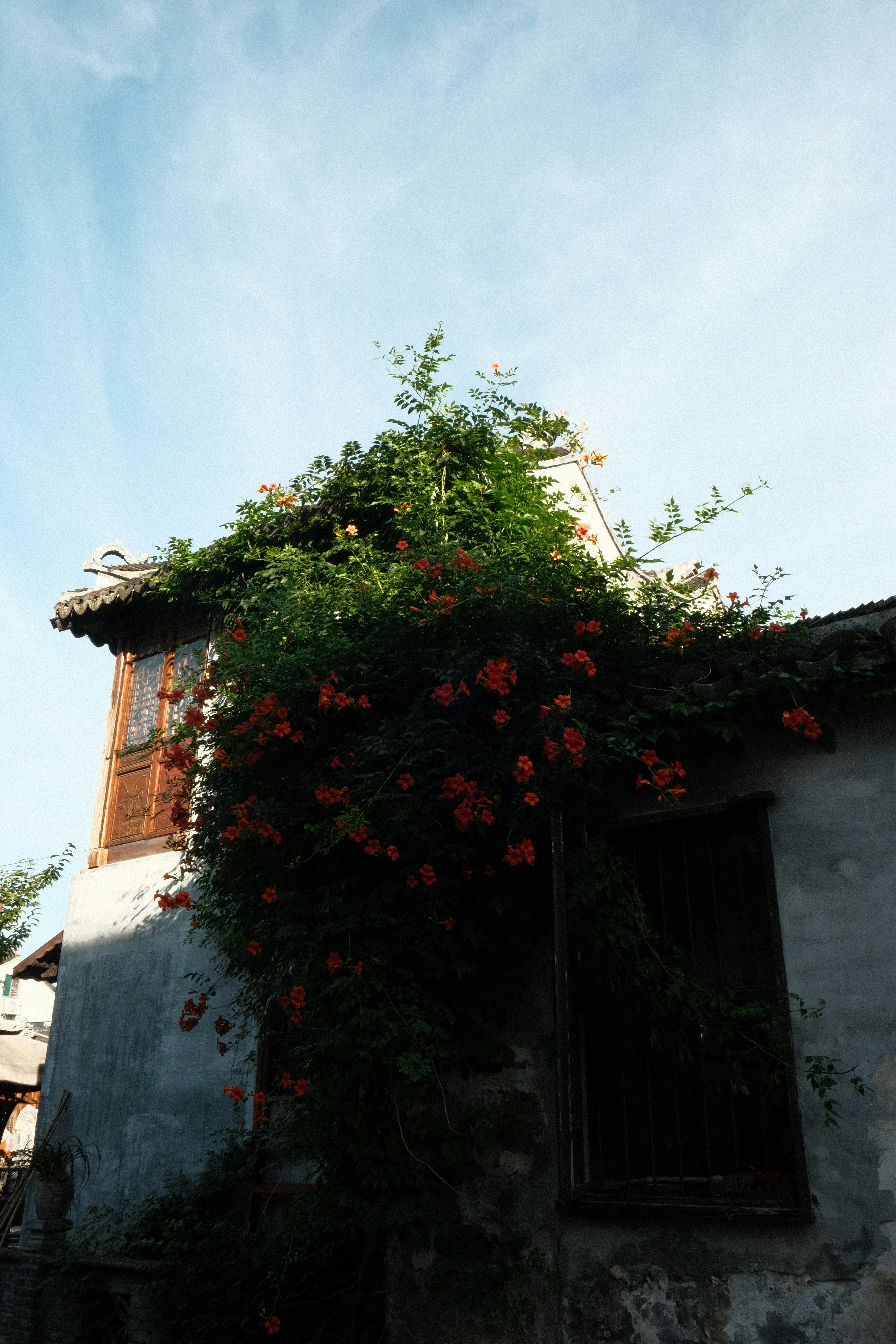Crimson Vines Cloak a Sunlit Facade