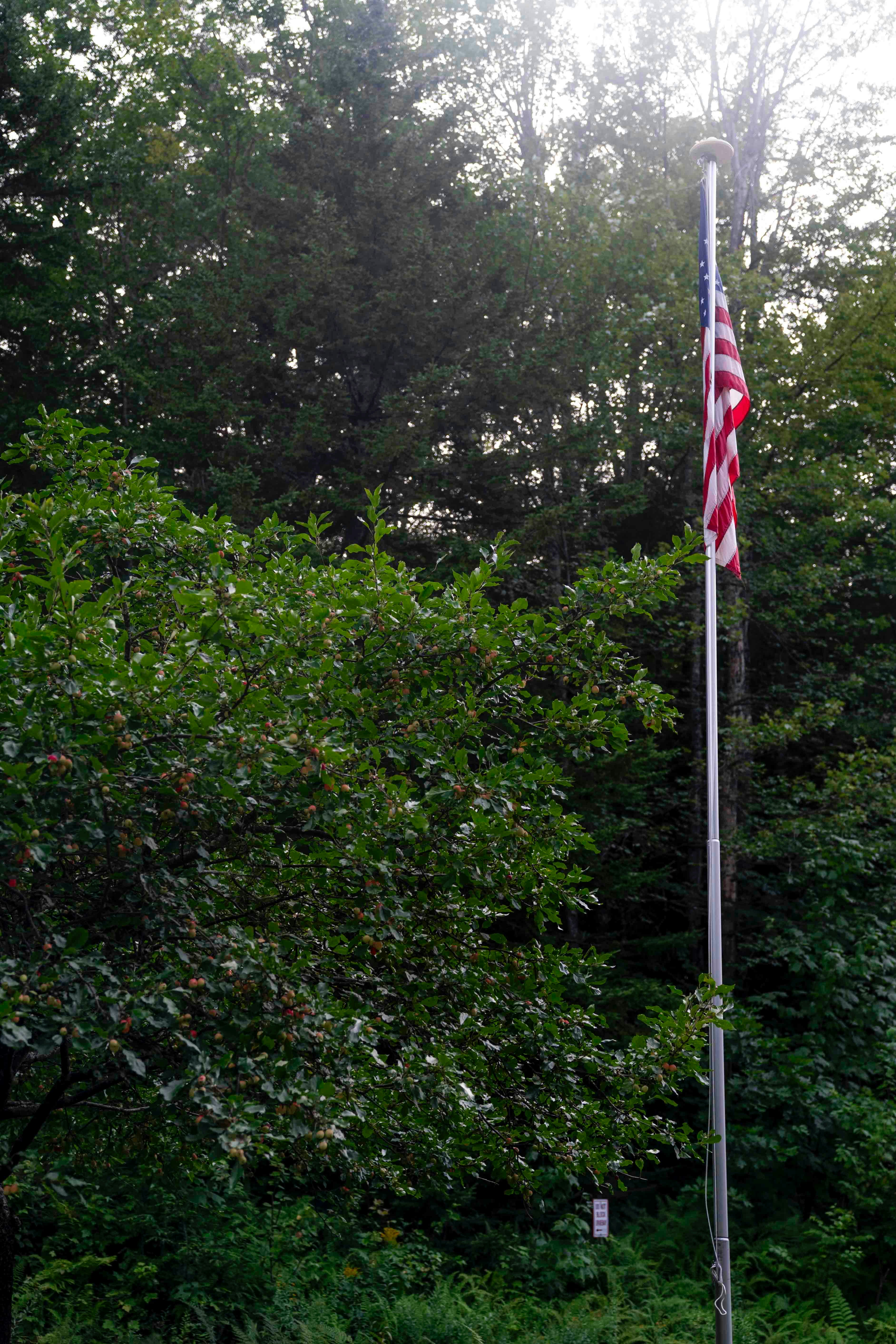 A Symbol of Resilience Amidst Nature's Embrace
