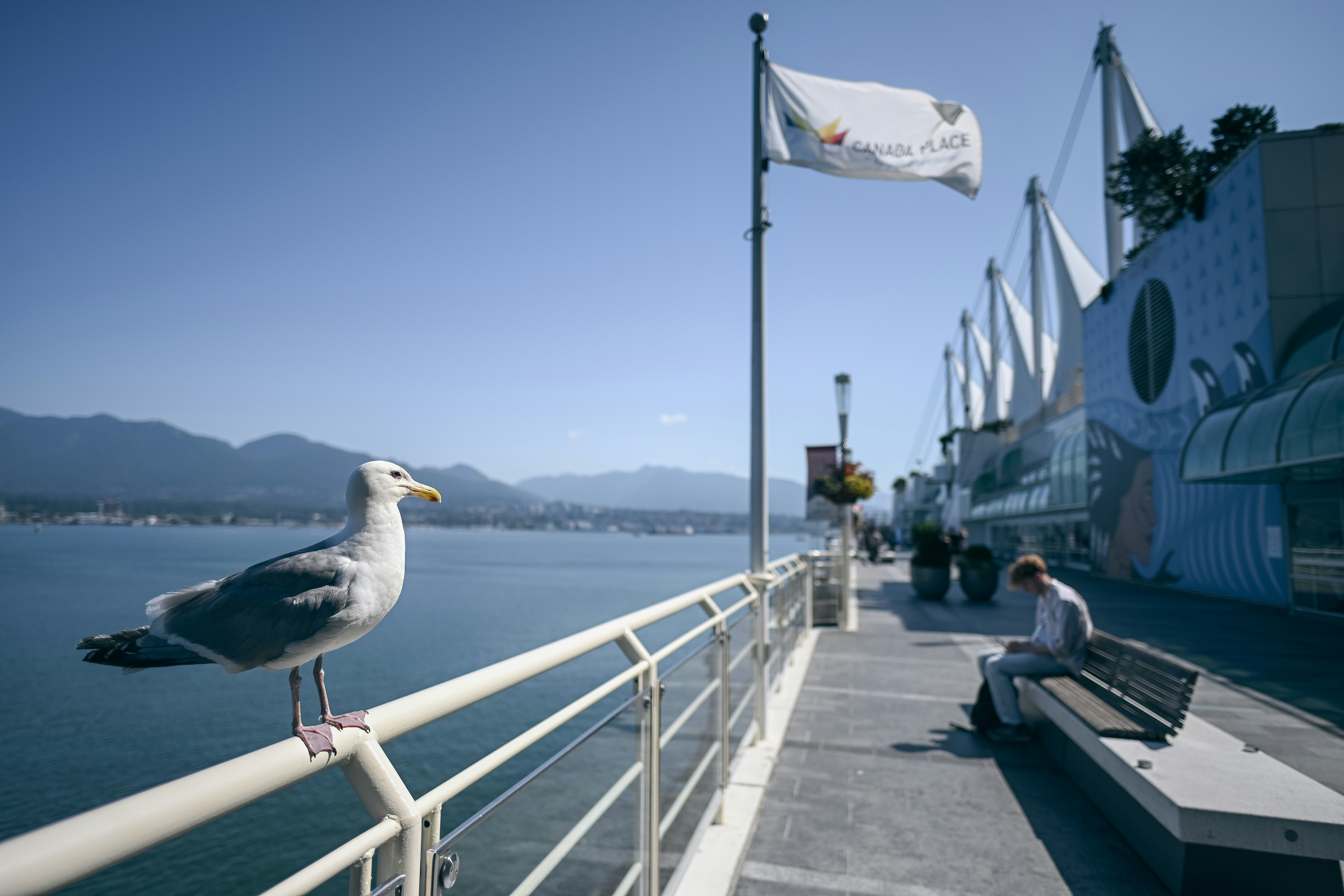 A seagull perched on a railing at Canada Place in Vancouver, British Columbia, with the mountains and ocean in the background on a clear summer day. | Seagull perched on railing by waterfront buildings