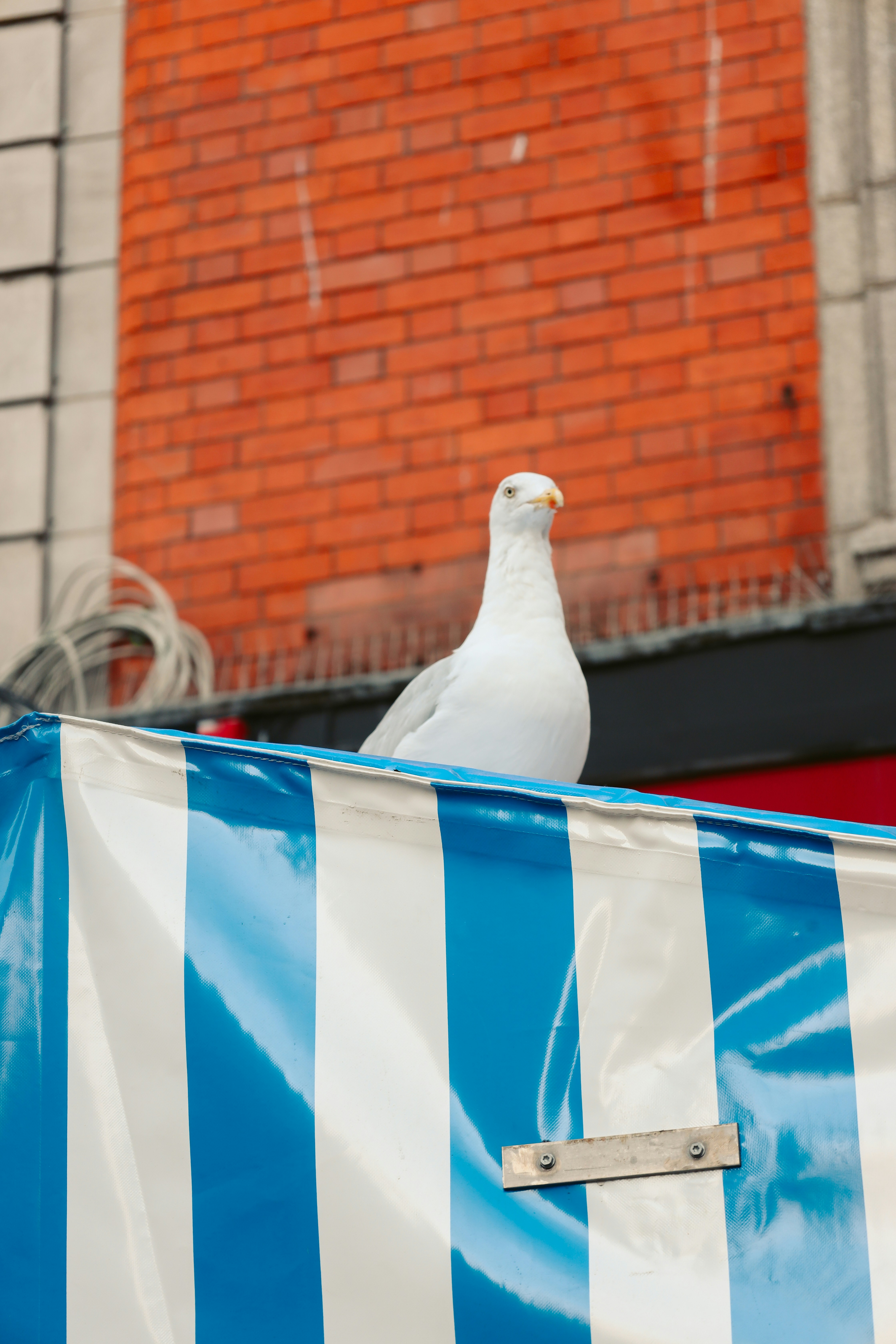 White Dove Above Striped Barrier in Urban Scene