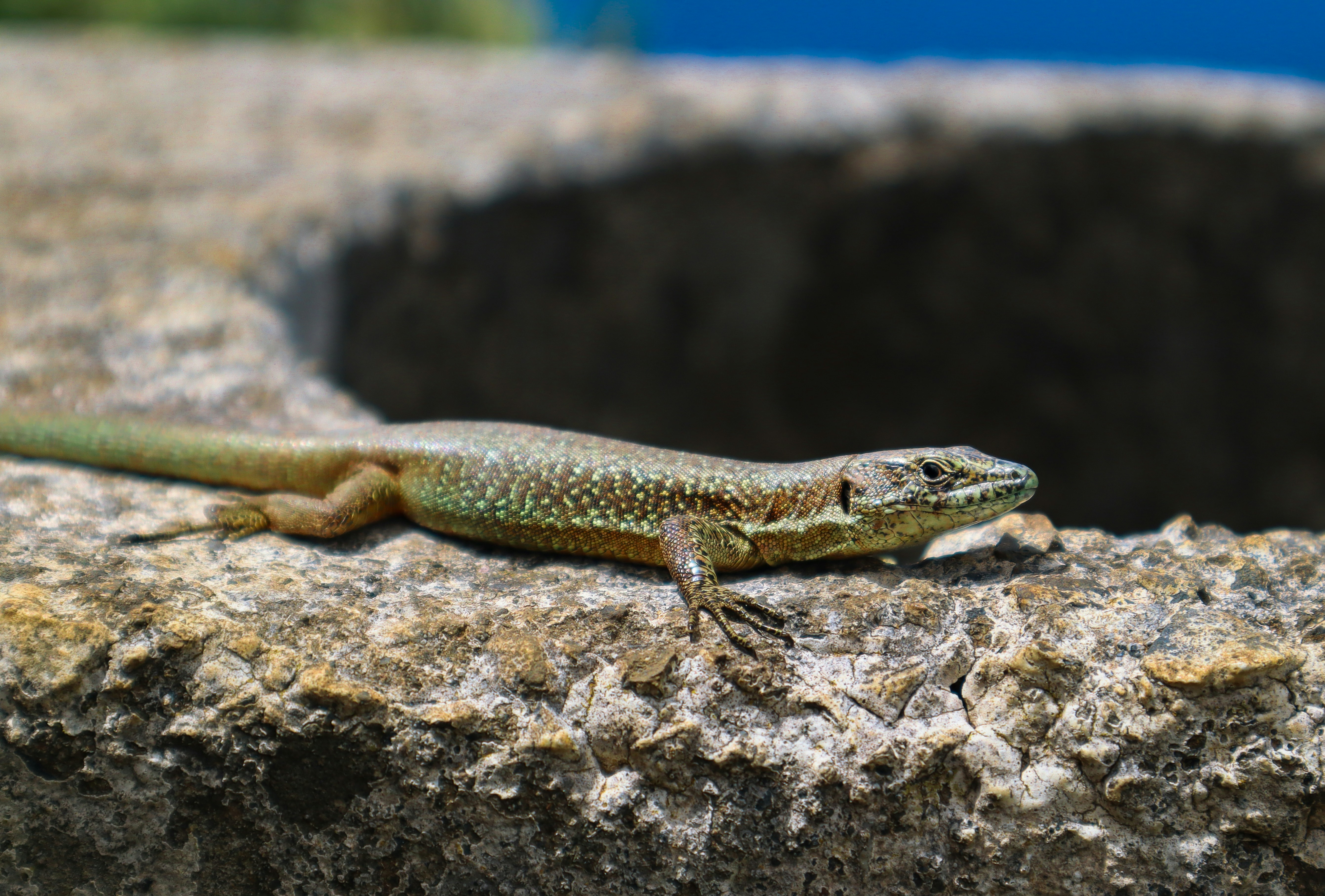 close up of a lizard basking on a rocky surface | A small lizard rests on a rough stone surface.