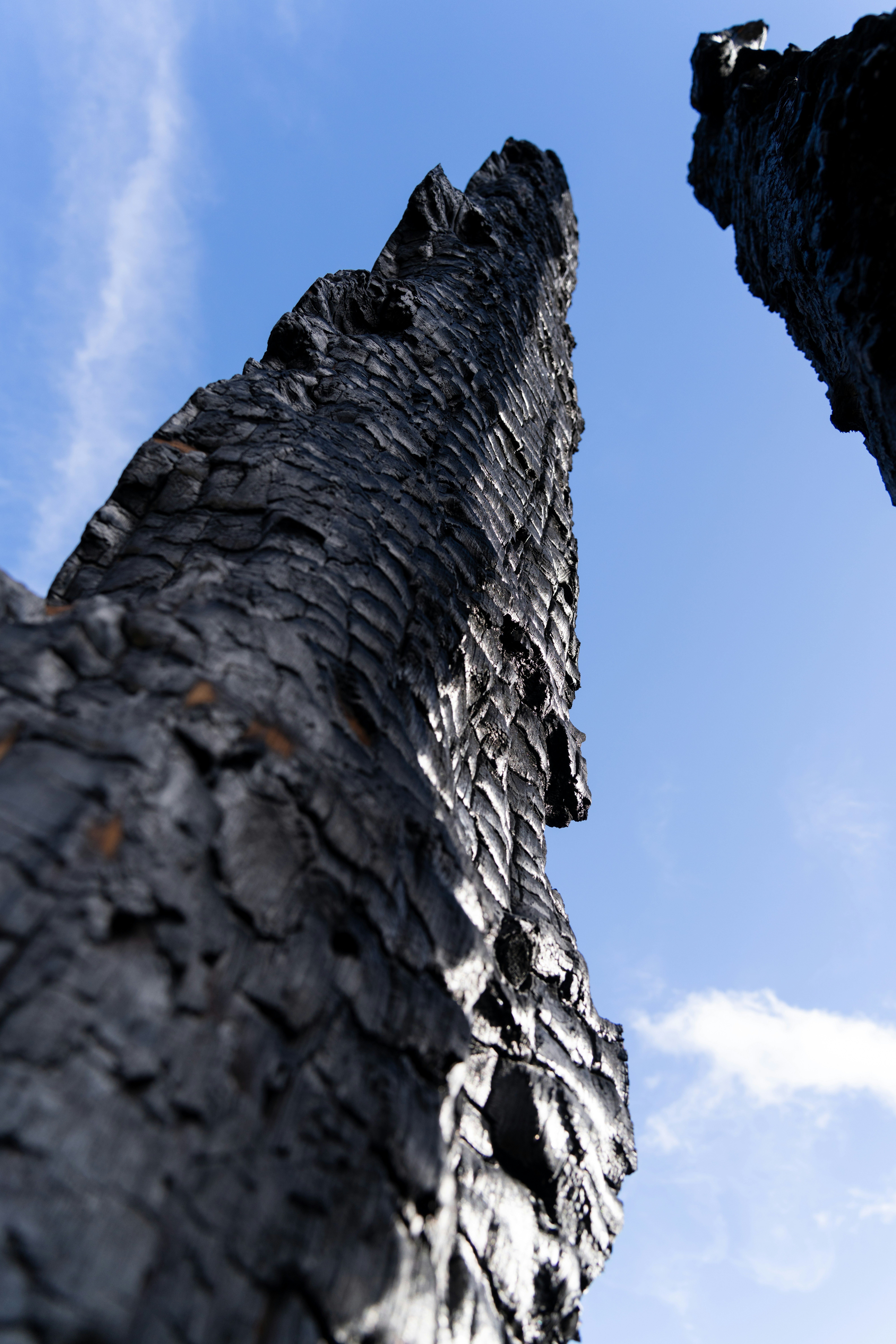 Echoes of Resilience: Nature's Charred Monuments