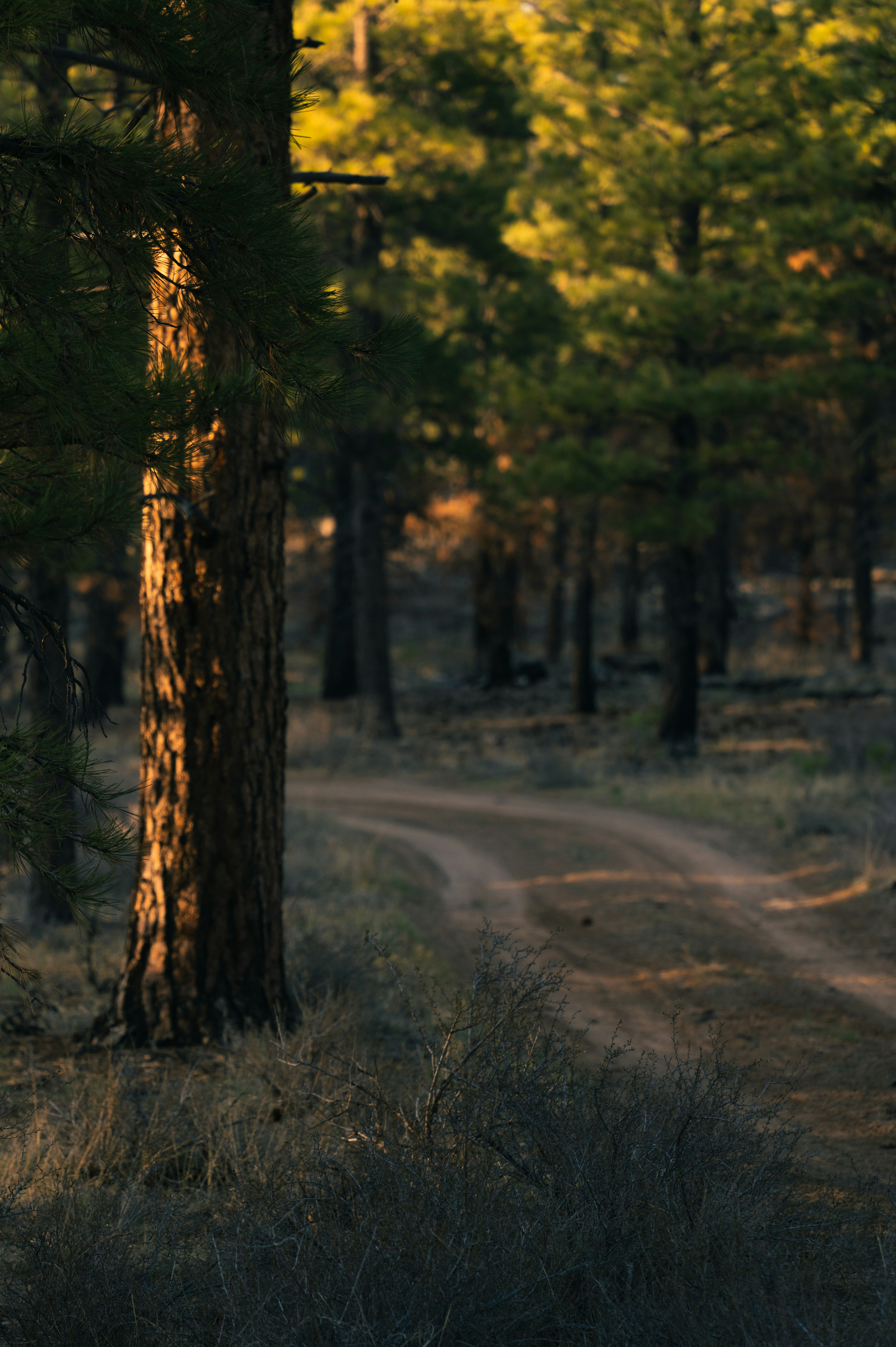 Golden Pines, Quiet Road: late afternoon light in a pine forest