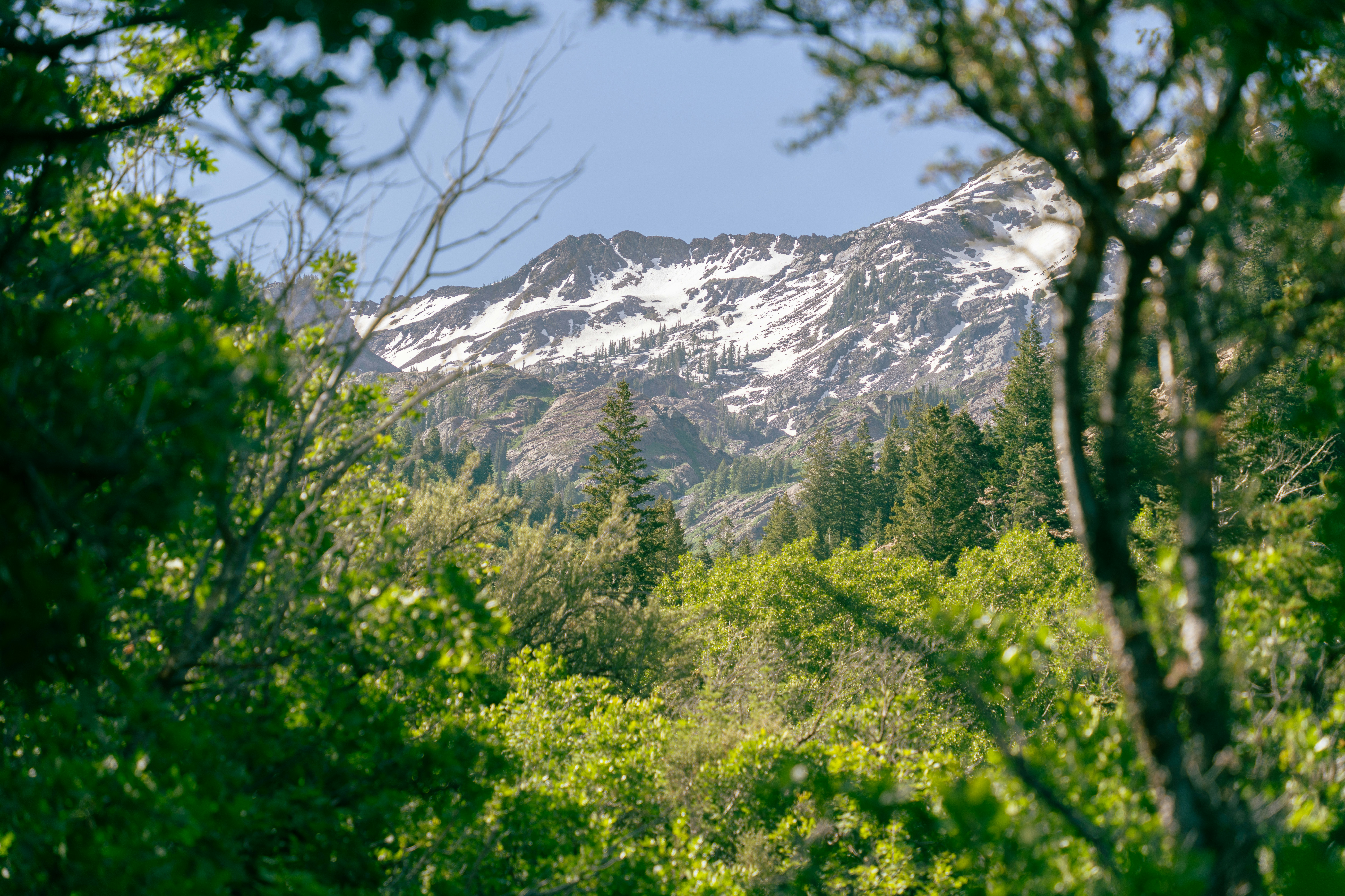 Snow-capped mountain peak viewed through green foliage