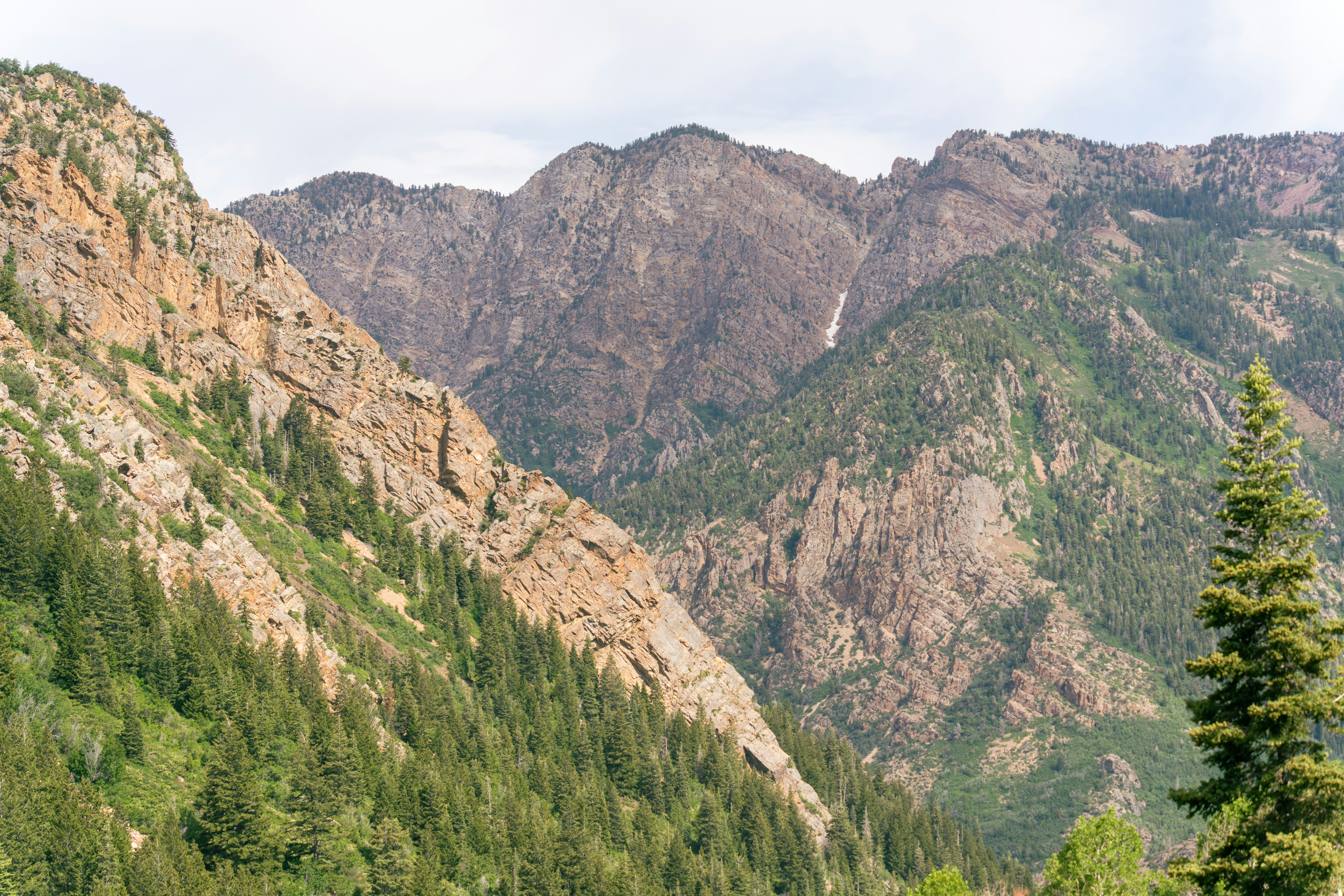 Rugged mountains covered in pine trees under a cloudy sky