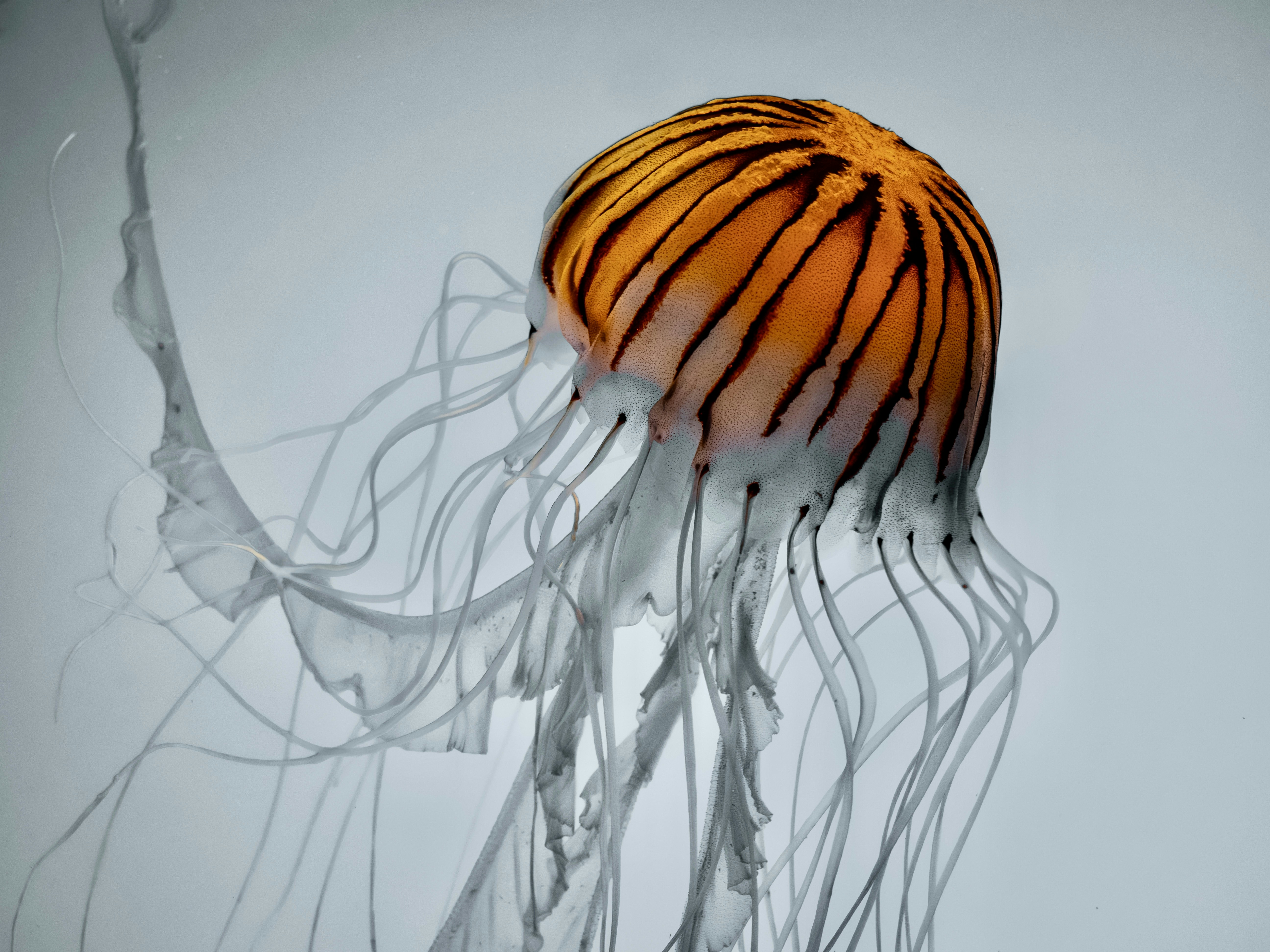 Elegance in Motion: The Jellyfish Dance