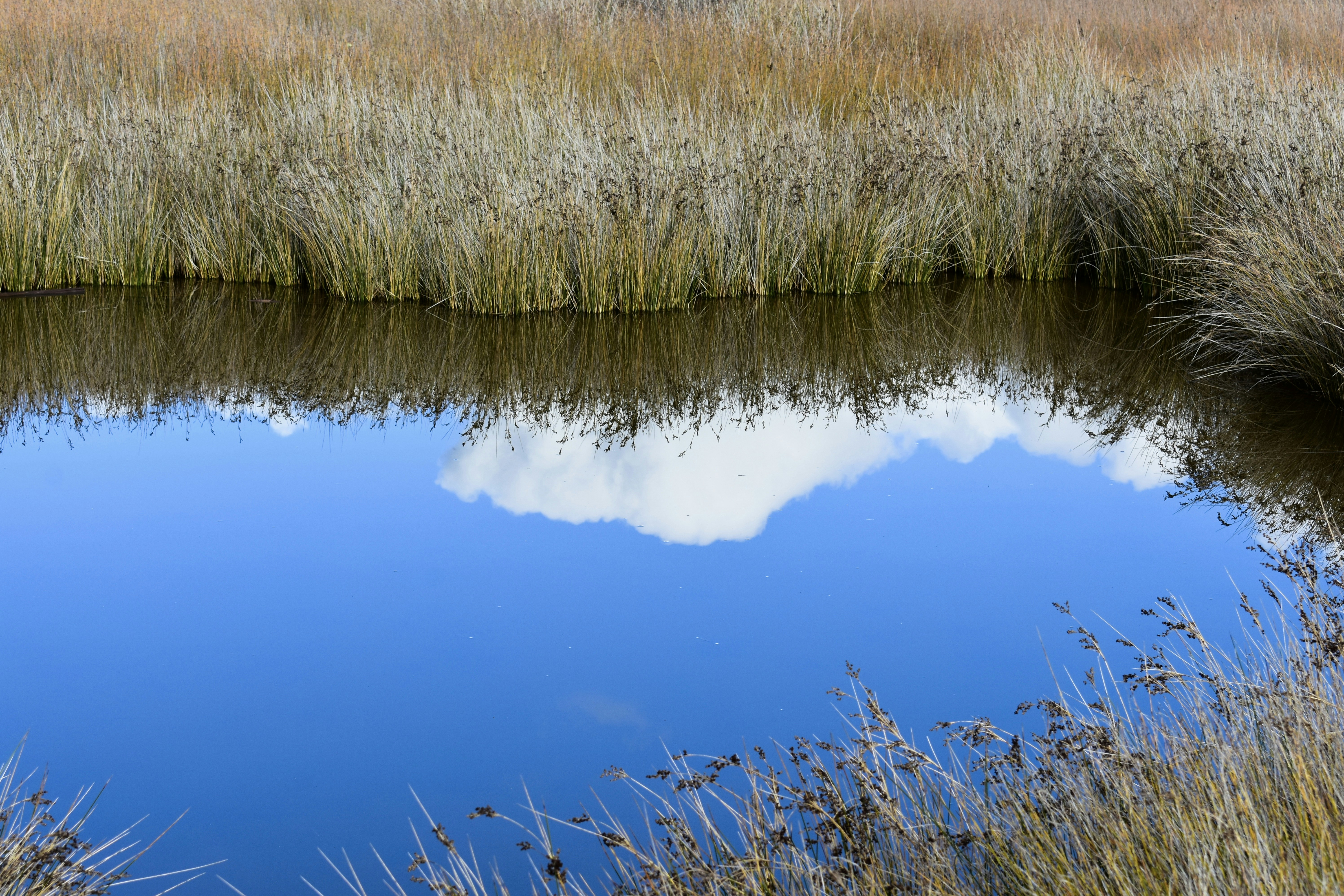 Reflection on the surface of a small pool in a reed wetland | Calm water reflects a single white cloud and blue sky.