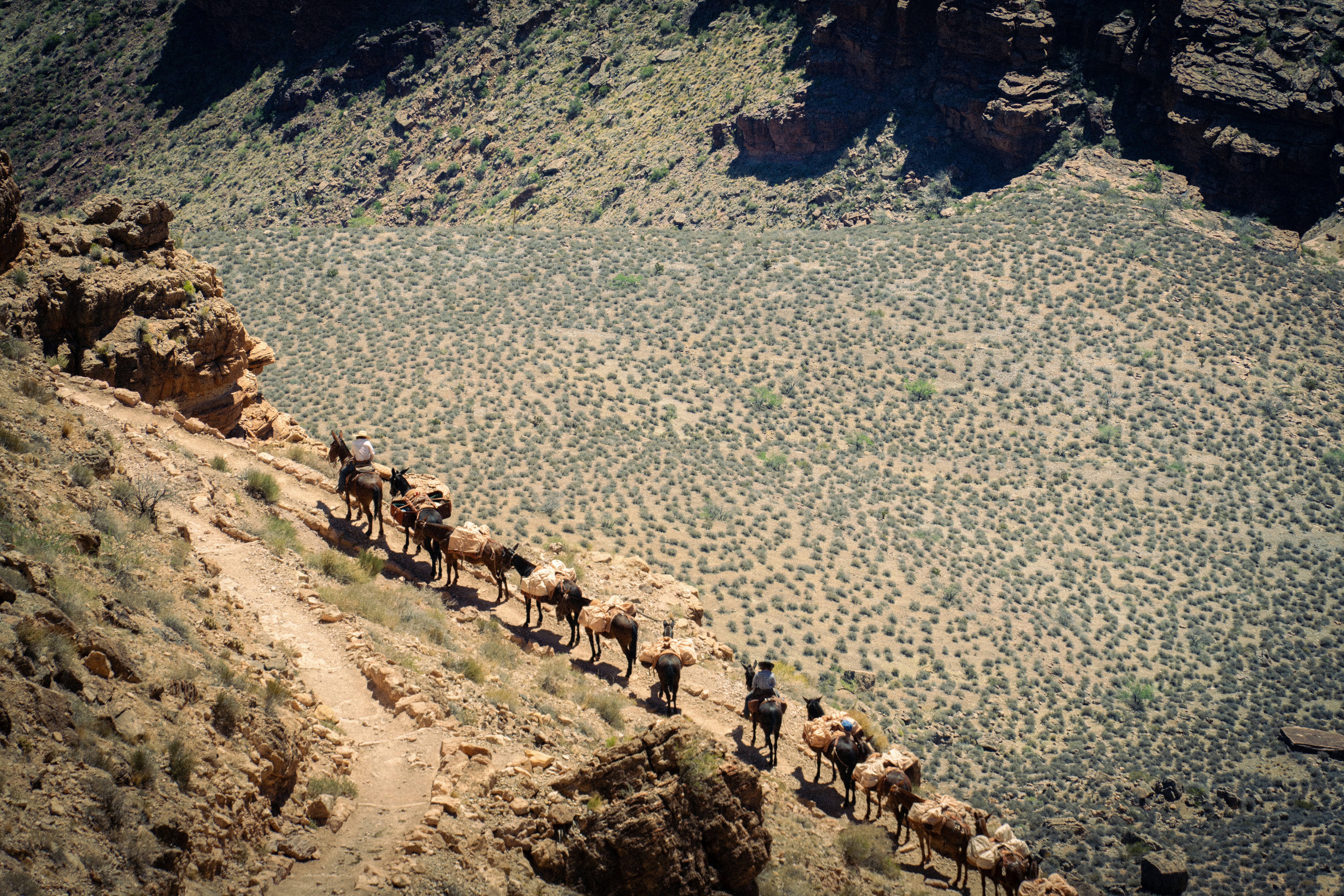 Camel Caravan Tracing a Cliffside Path