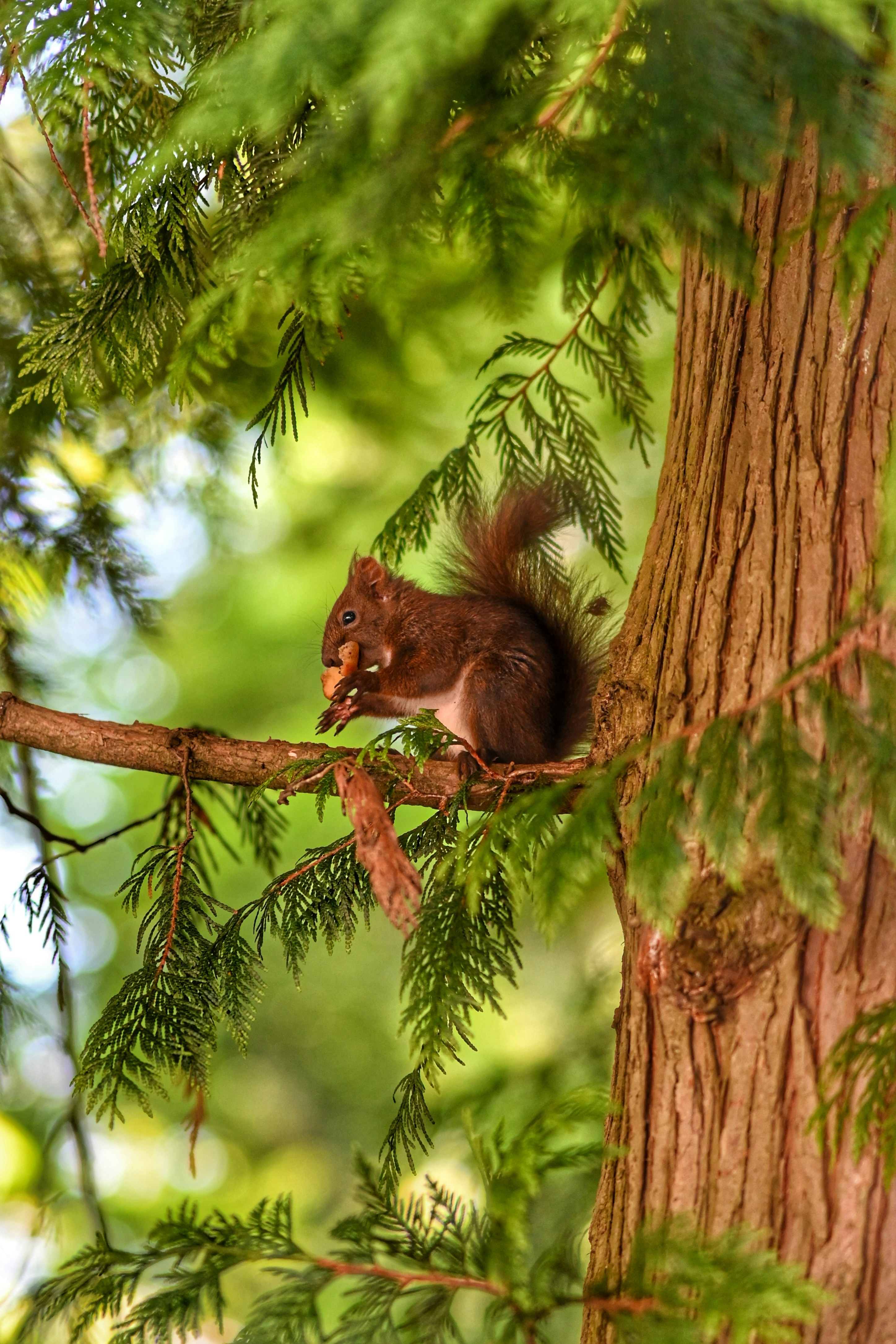 Nut Scout in a Cedar Canopy