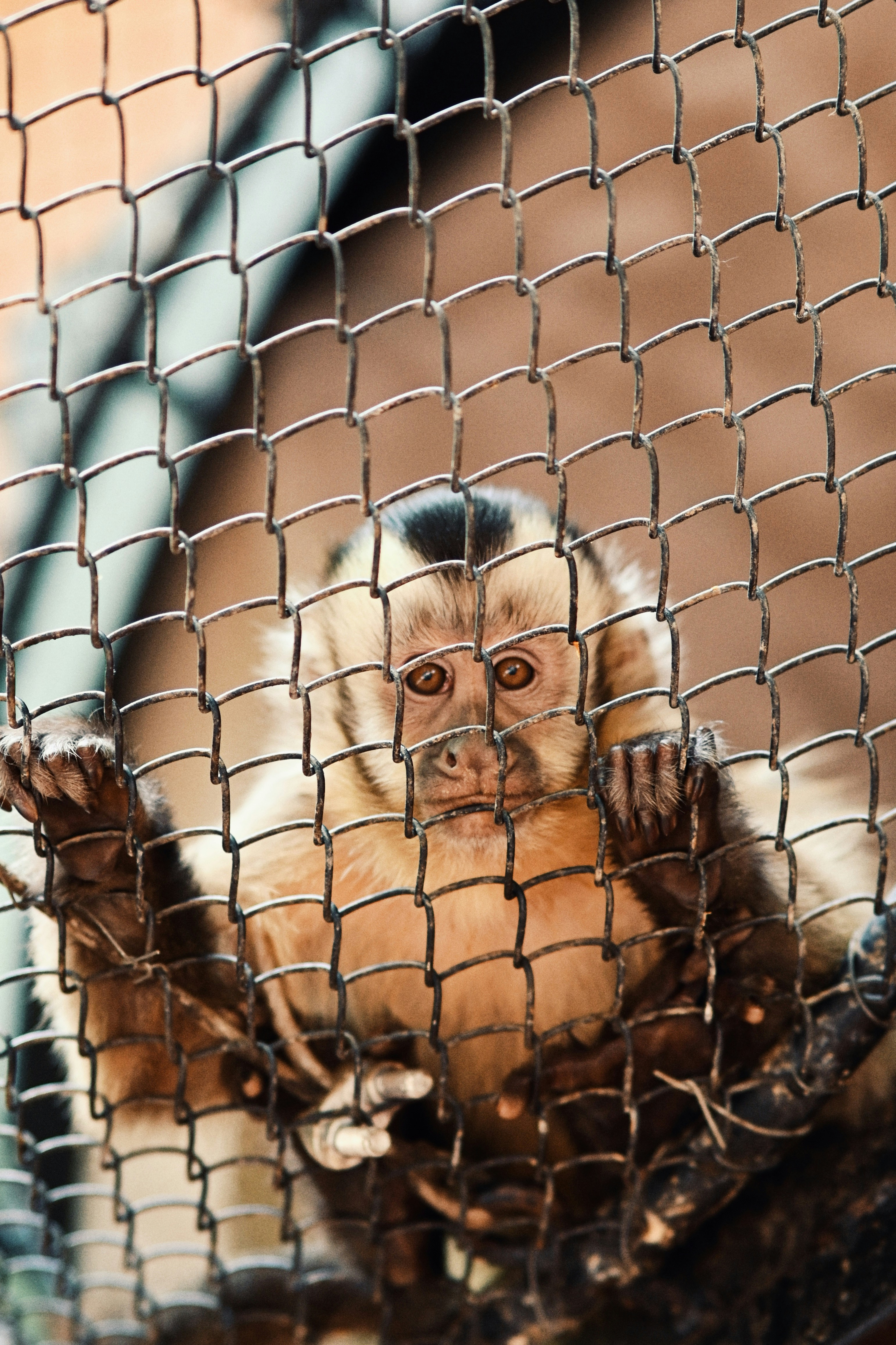 Behind the Bars: A Glimpse into Curiosity