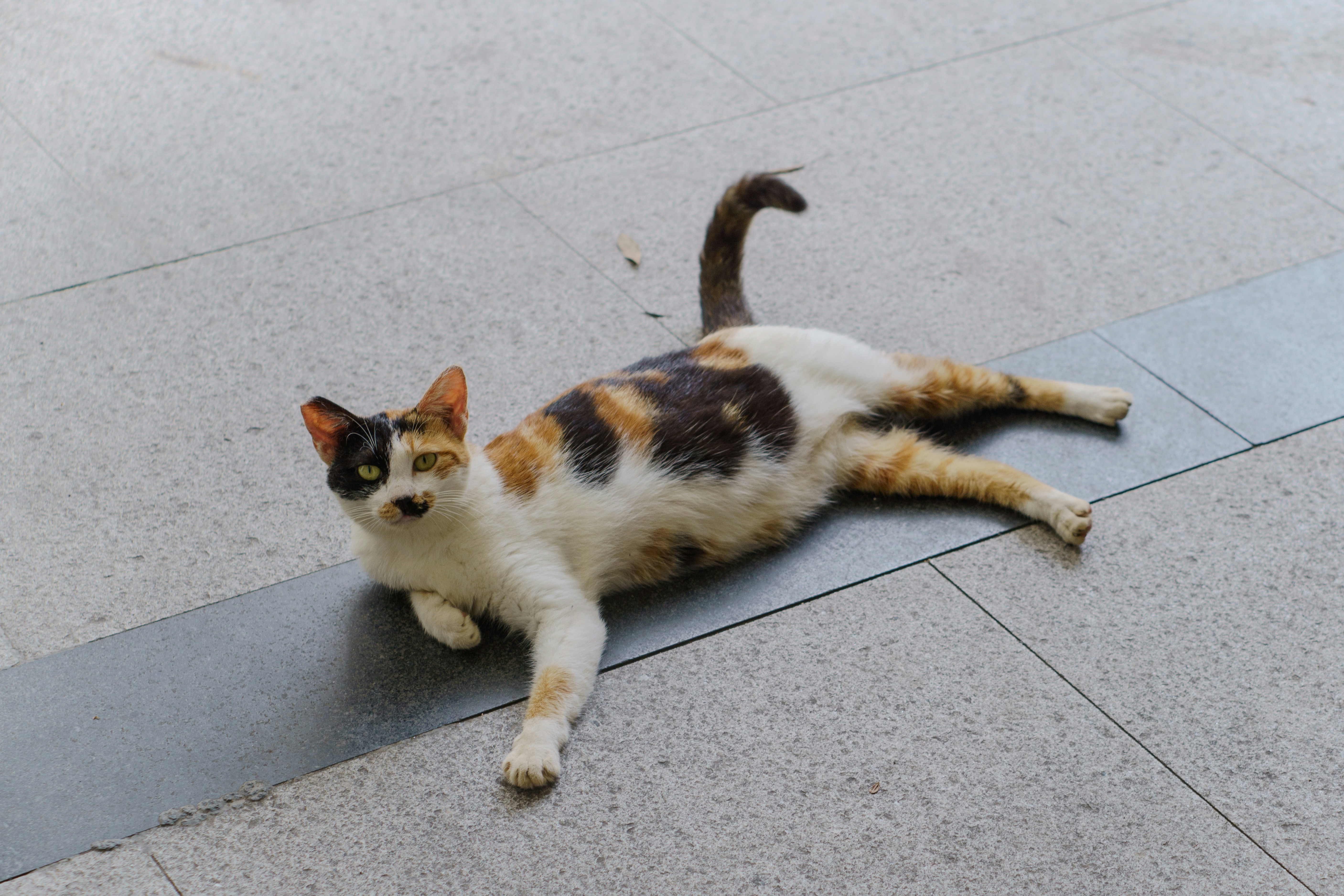A calico cat lies on a tiled floor.