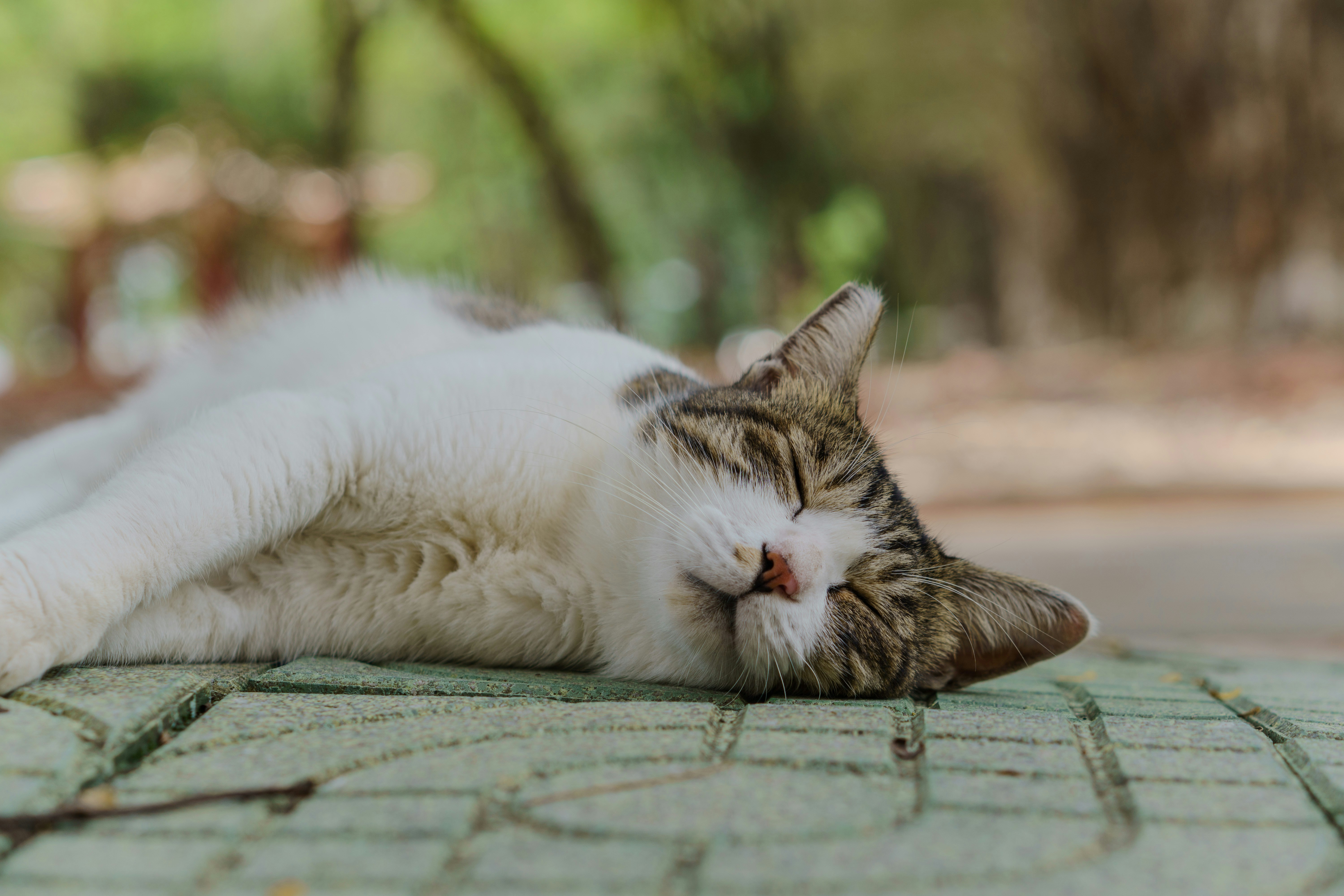 A relaxed cat dozing peacefully on a textured surface, surrounded by soft greenery. The scene captures a moment of tranquility in nature.