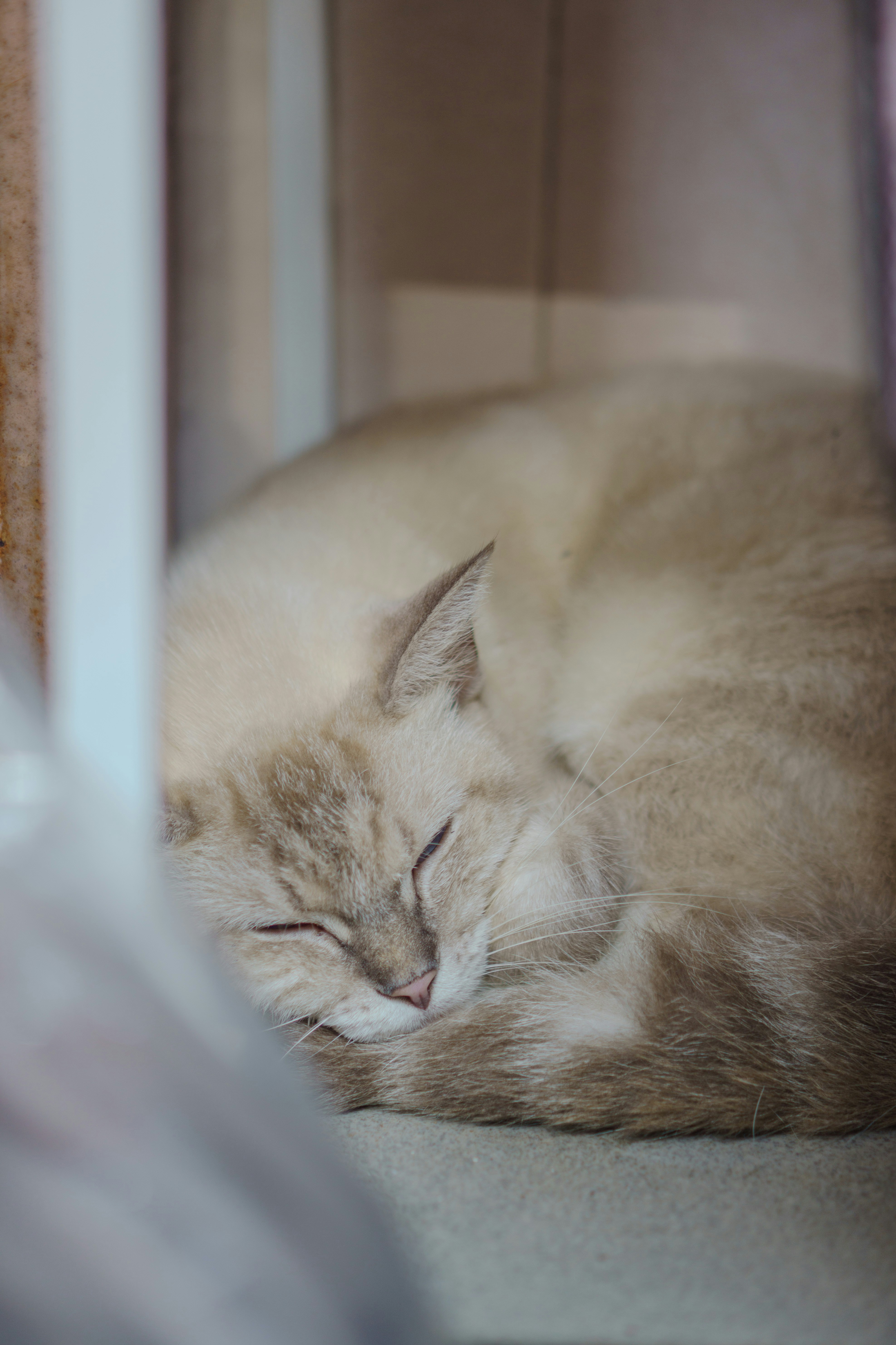 Whiskered Serenity in a Cozy Nook