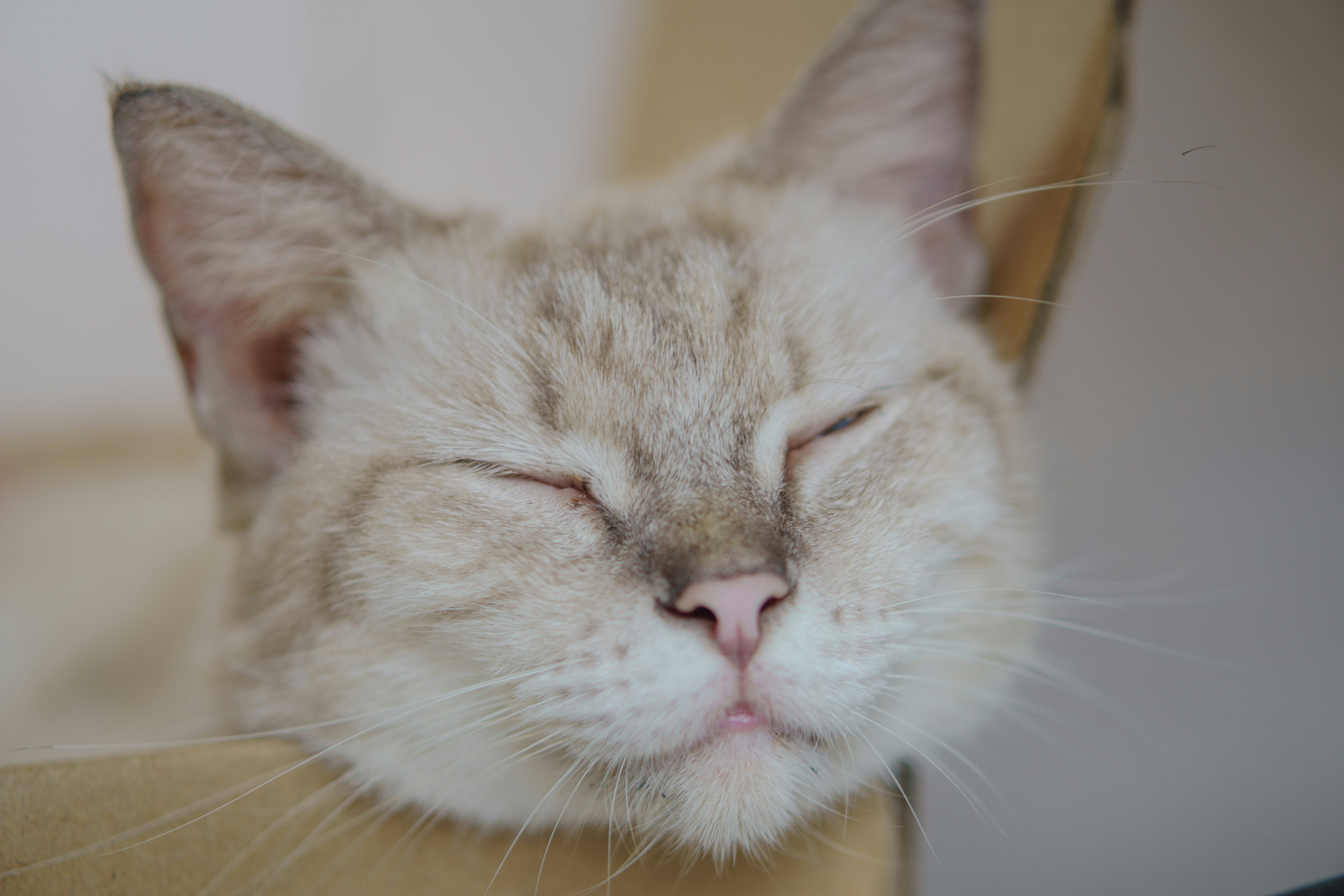 A relaxed cat resting its head in a cardboard box, eyes gently closed in tranquility.