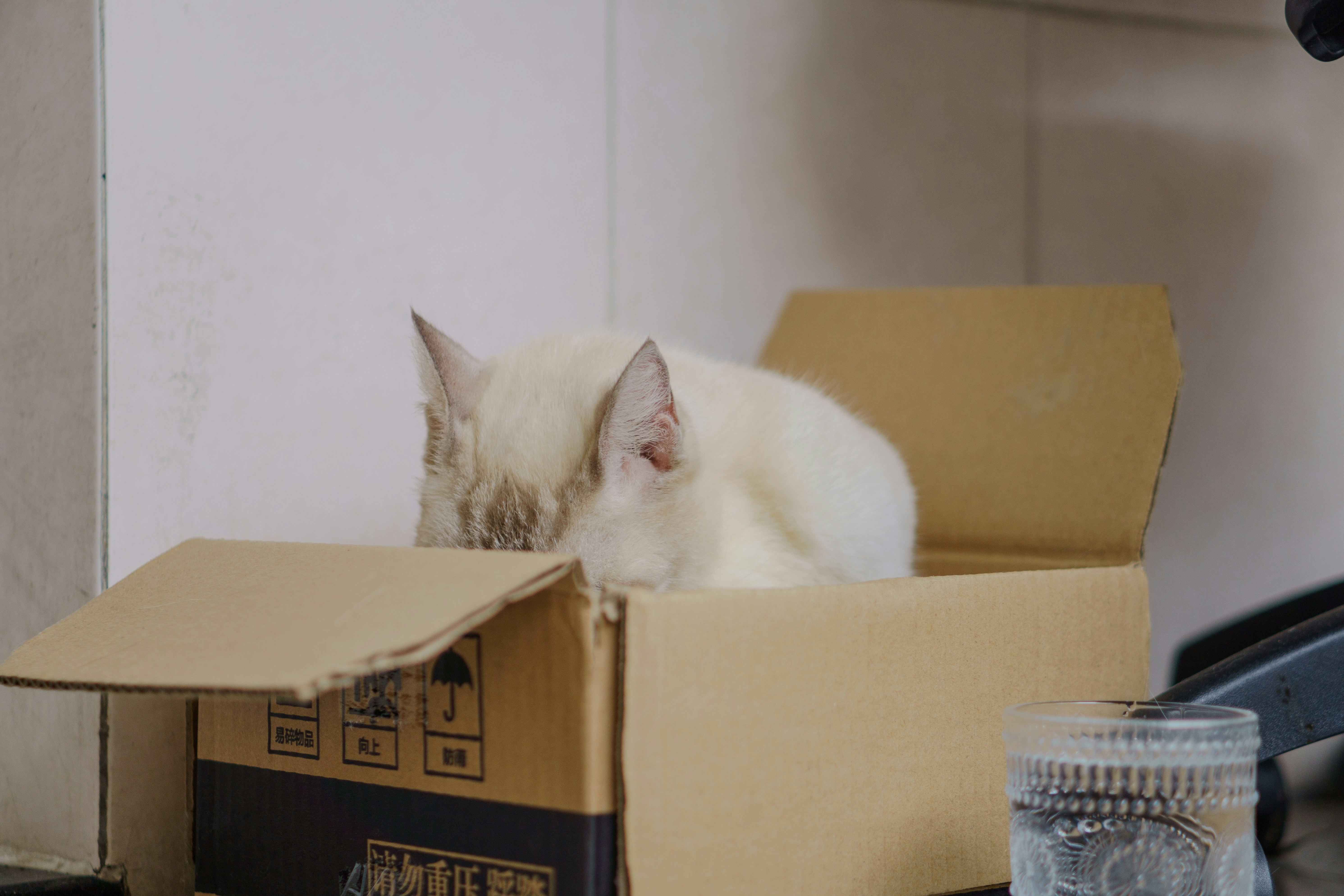 The Cozy Hideaway: A Feline Retreat