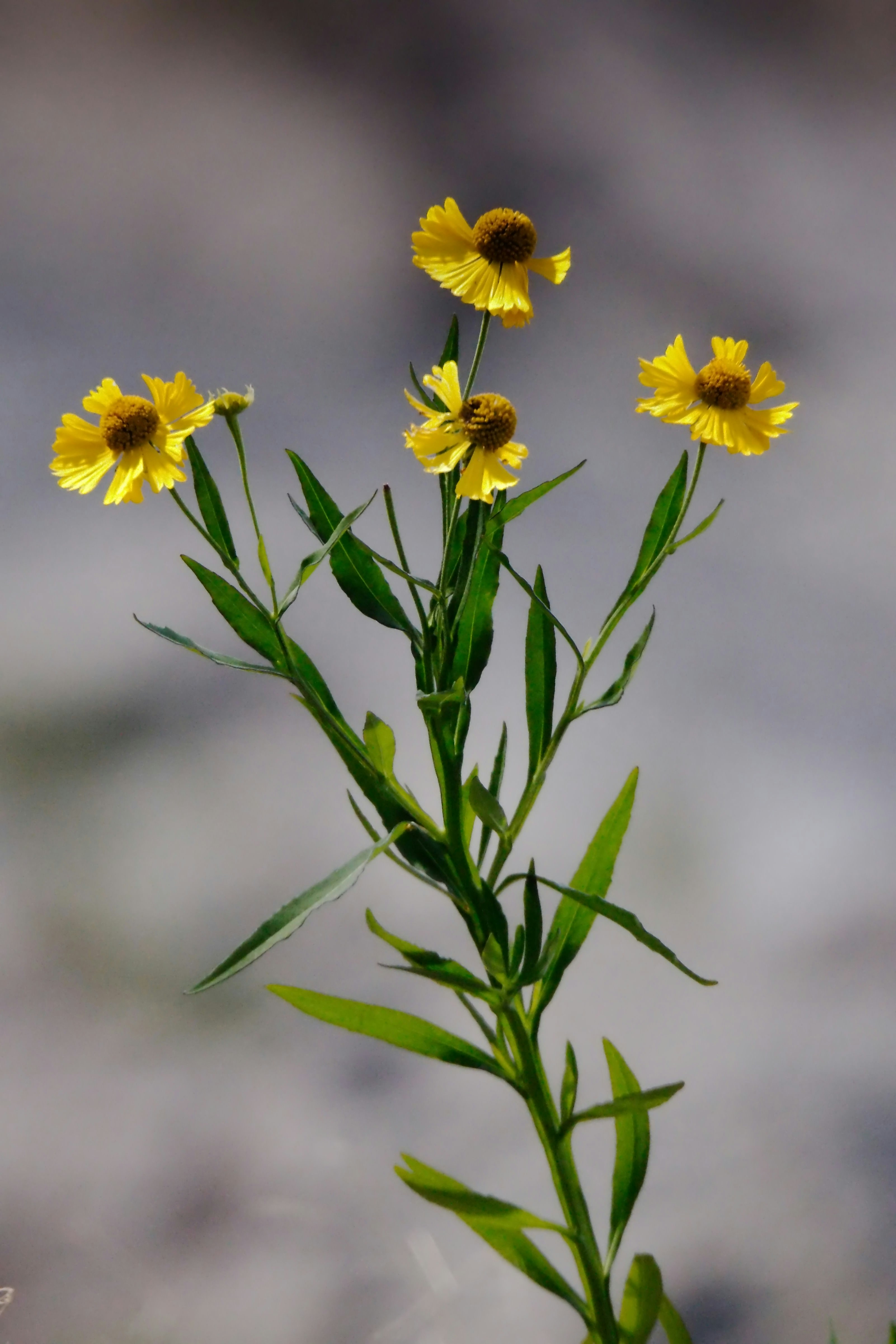Golden Blossoms Against a Soft Backdrop