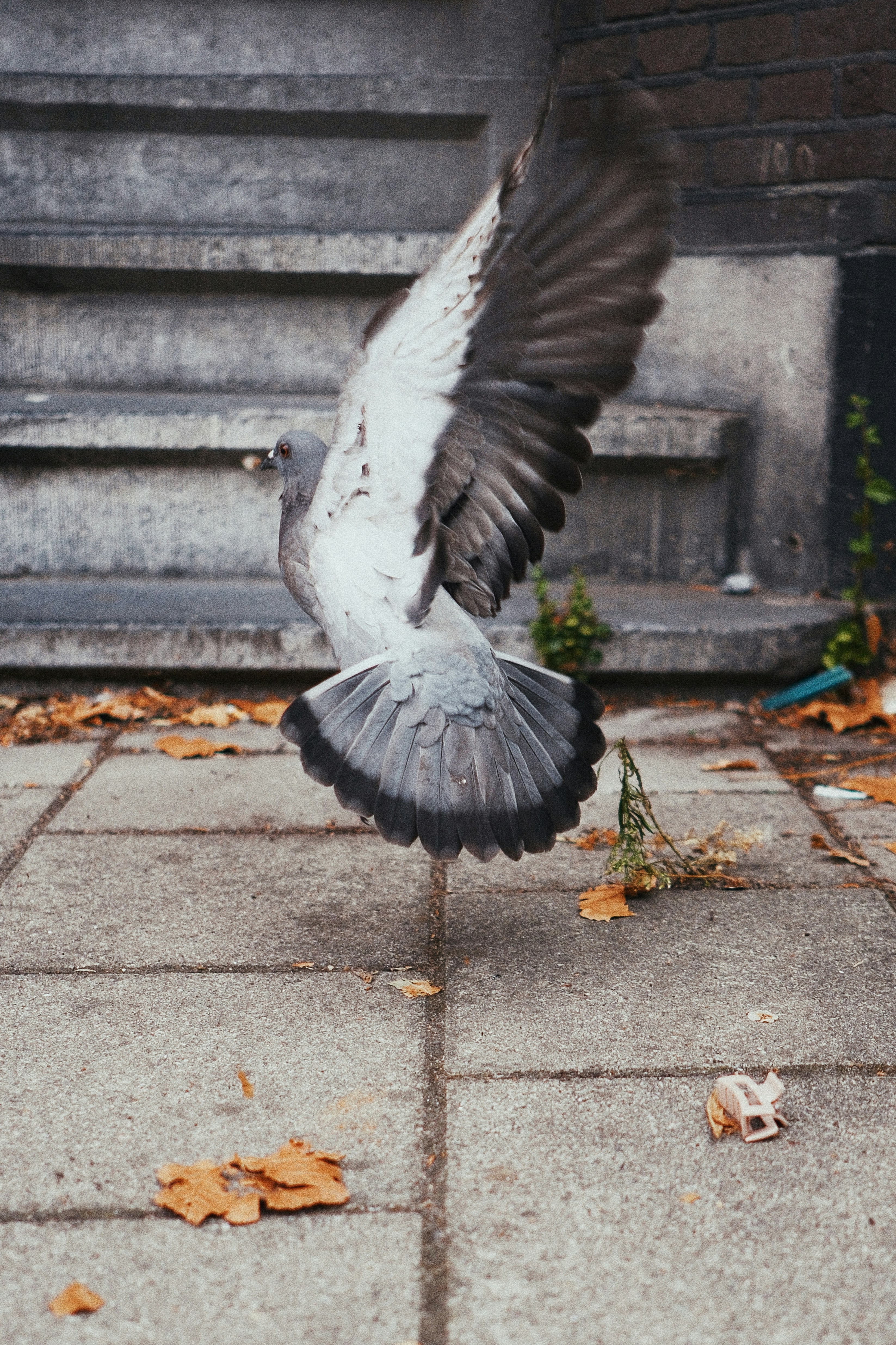Urban Flight: A Pigeon Takes to the Skies