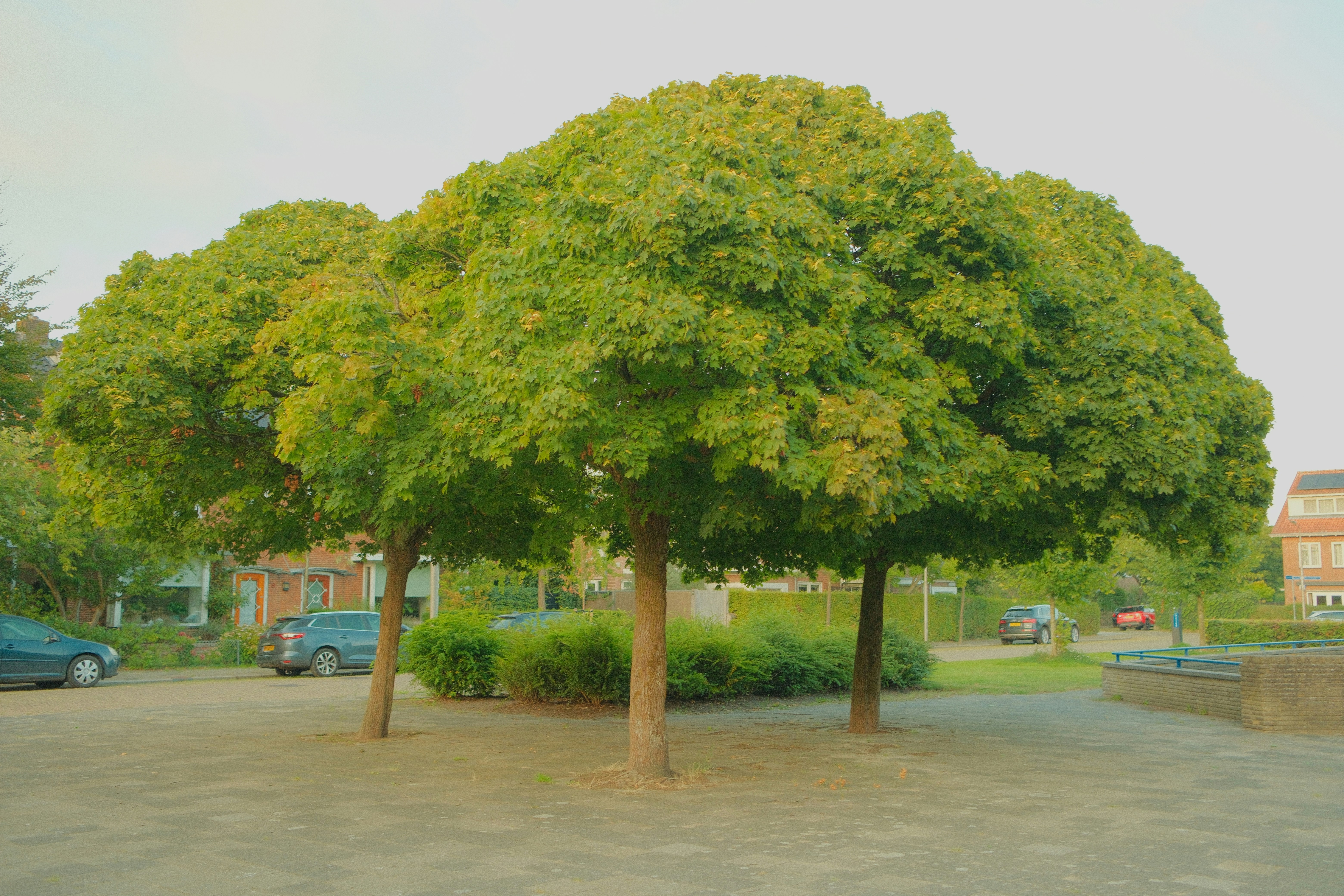 Group of trees in a park | Three trees with rounded canopies in a park